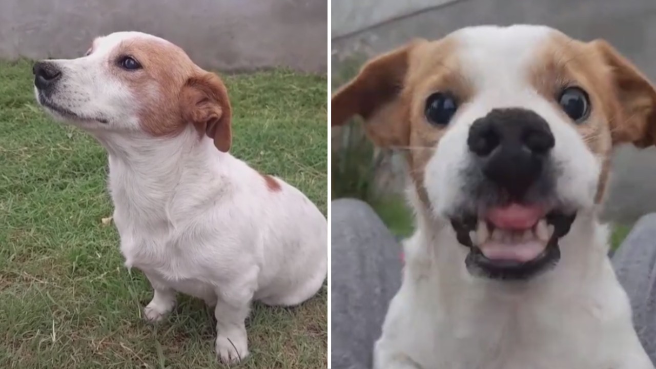 Muere Perrito Malvado; ¿Qué le Pasó? Dueño Revela Causa | N+