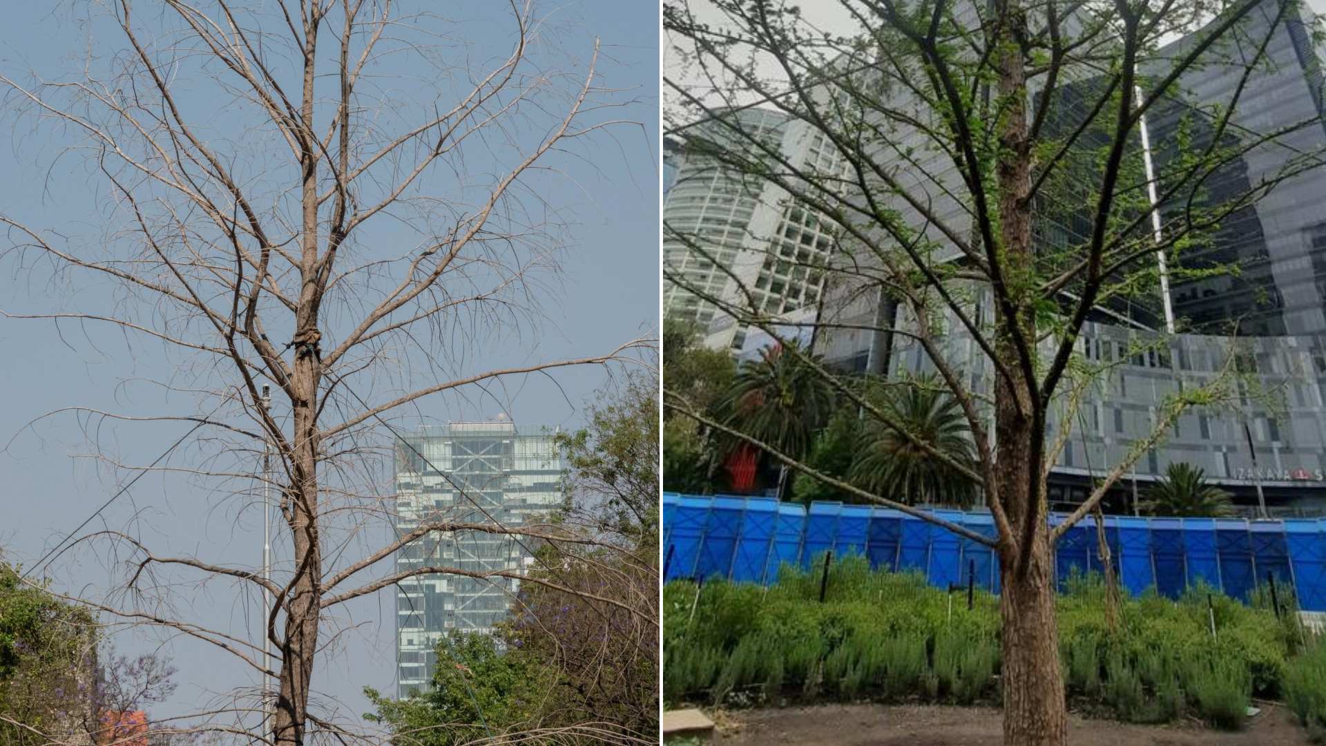 Florece Ahuehuete en Otoño en Paseo de la Reforma | N+