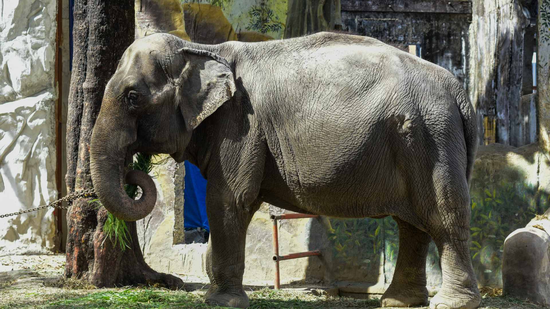 Muere Mali, la Solitaria y Única Elefanta de Filipinas | N+