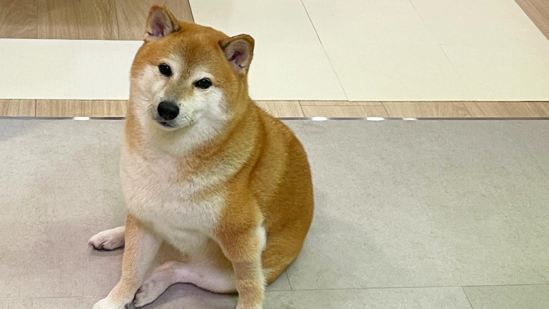 Publican Fotos del Funeral del Perrito 'Cheems', Famoso por Memes | N+