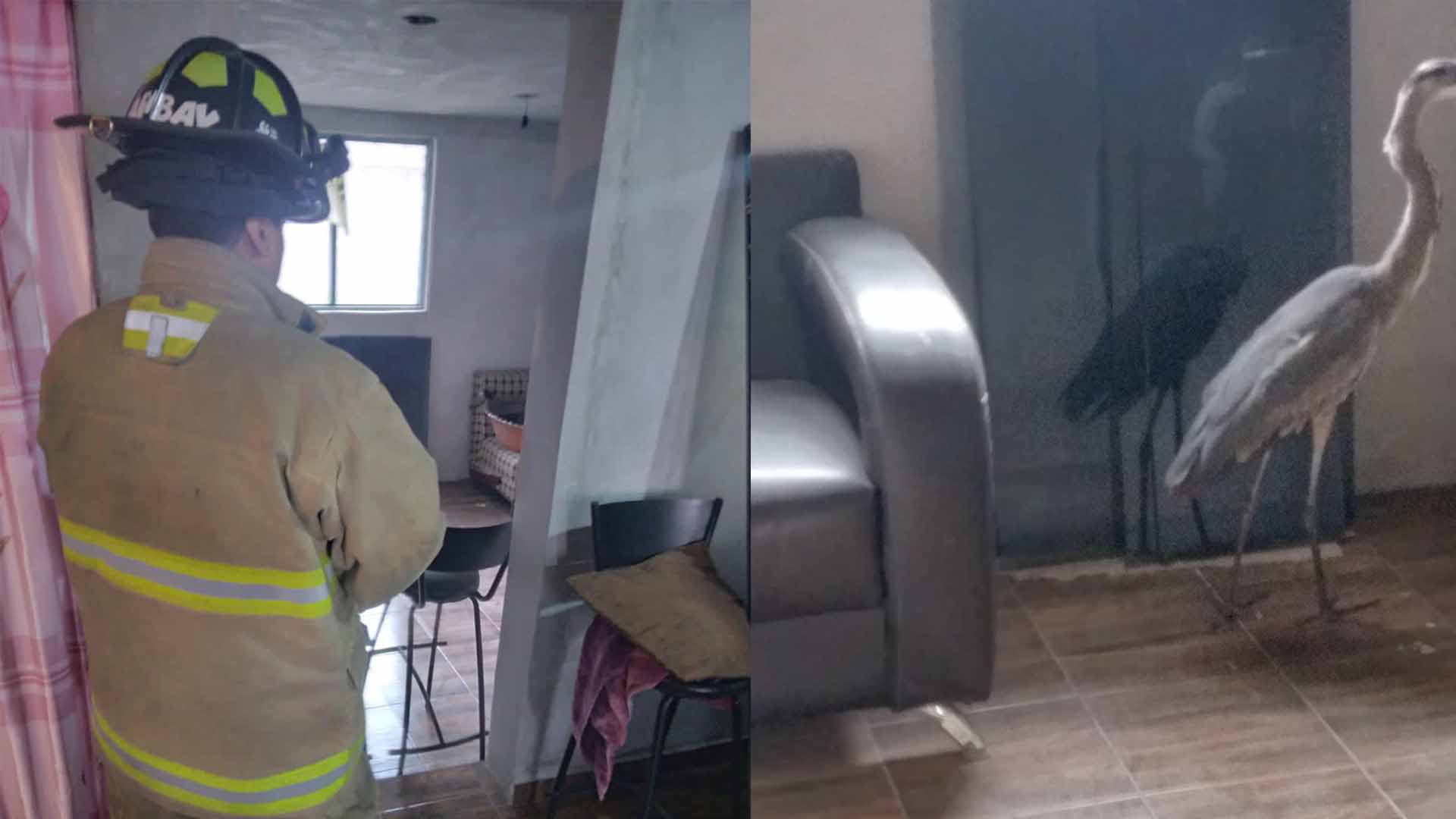 ¿Cómo Llegó Ahí? Rescatan a Garza que se Metió a una Casa en Metepec | N+