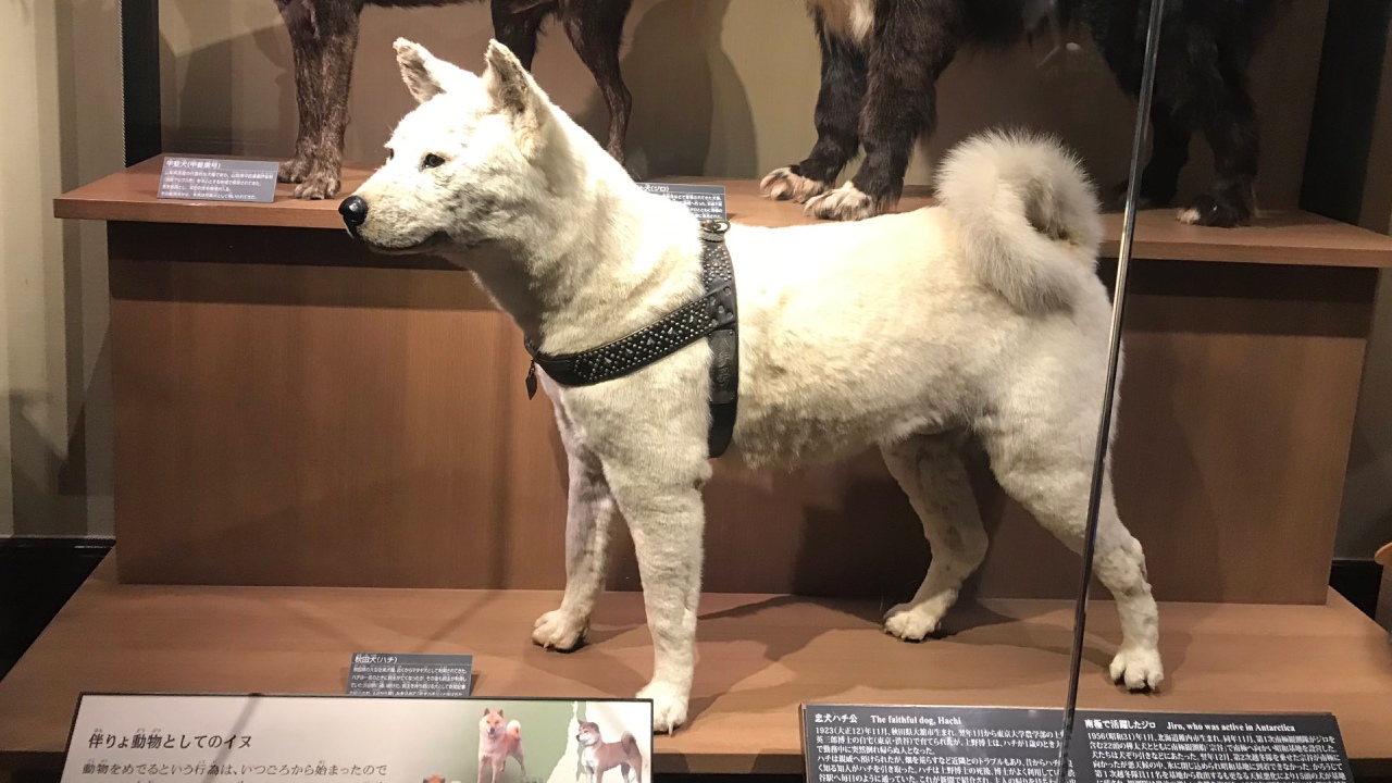Museo Que Conserva a Hachiko Disecado Recauda Fondos Para Sobrevivir | N+