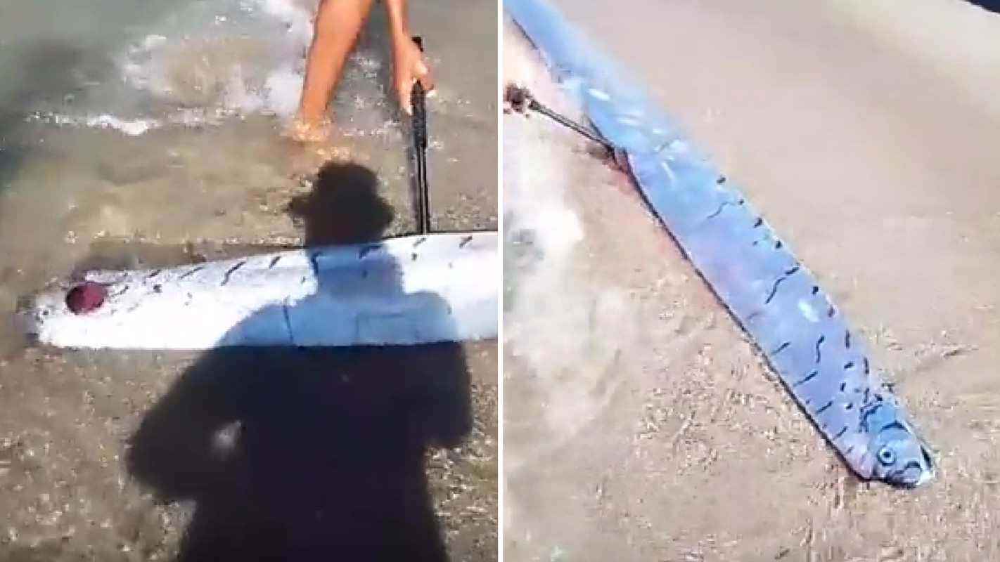 Pez Remo Aparece en Playa Montecristi de República Dominicana; ¿Habrá ...