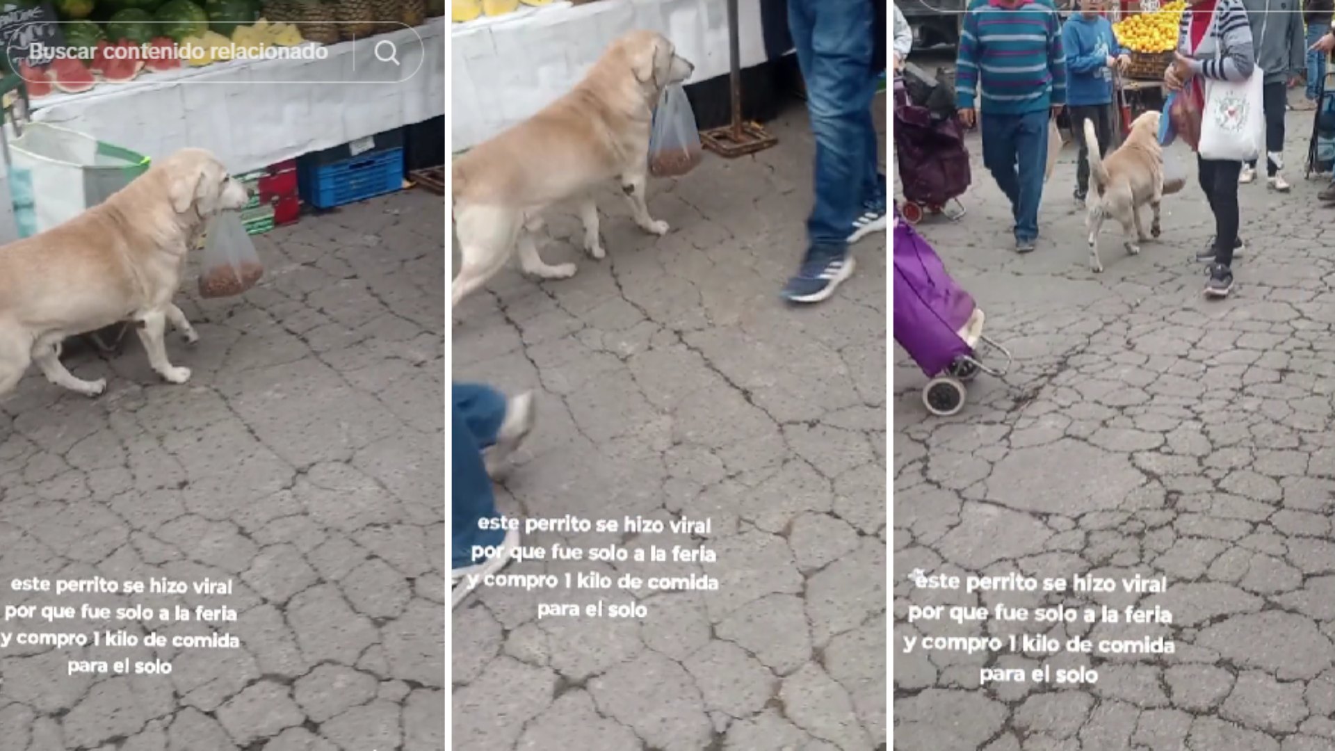 Video | ¡Así o Más Independiente! 'Lomito' Compra Solo su Alimento | N+