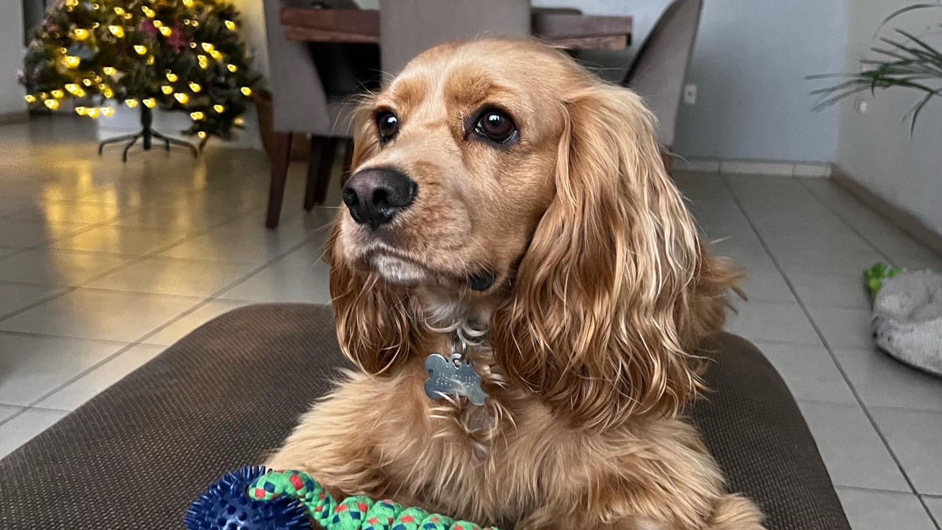 Perrito Participa Intercambio de Regalos y Posada en Guardería Canina | N+