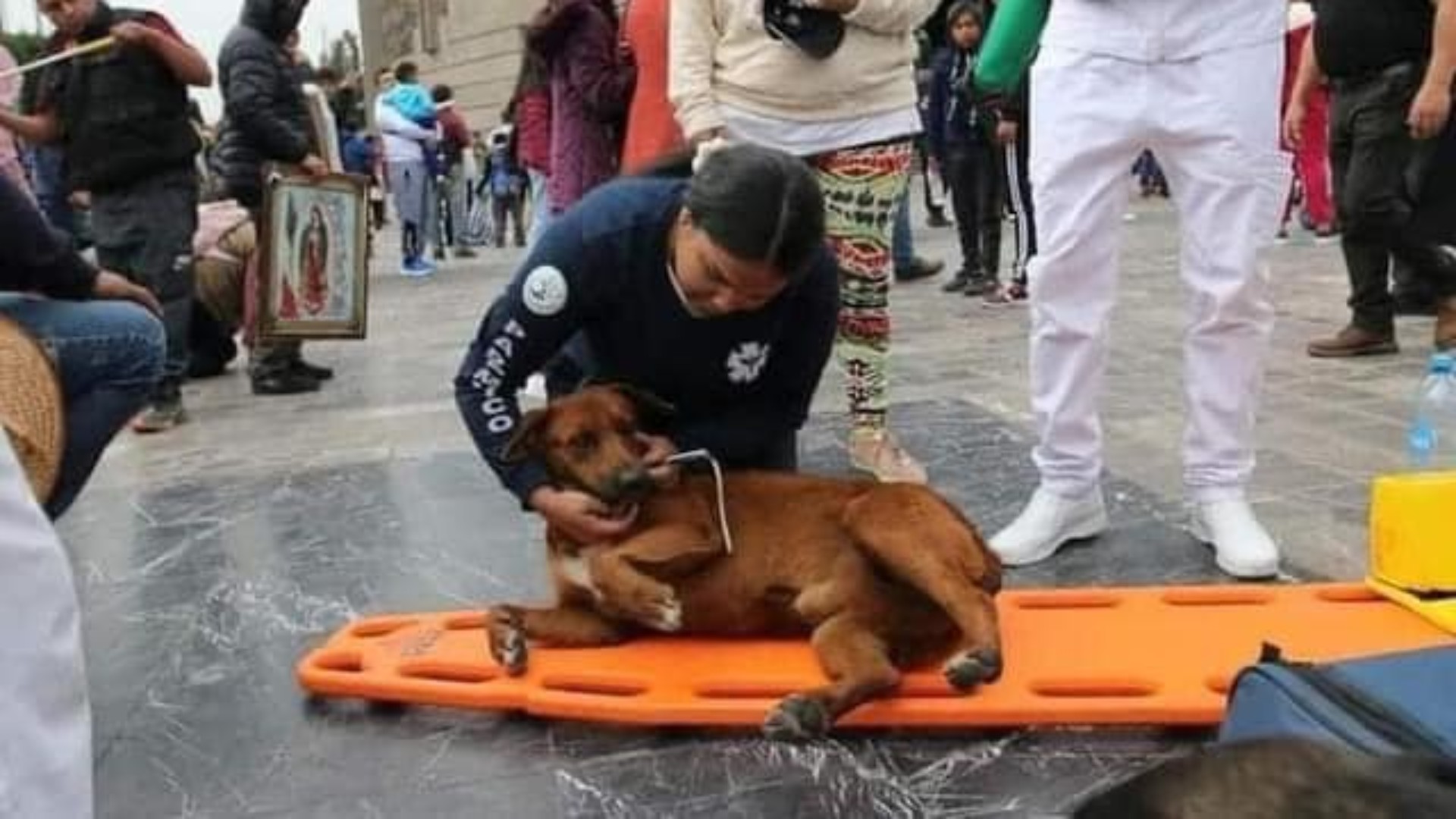 Enfermeros Auxilian a Perrito Peregrino que se Desvaneció en la ...
