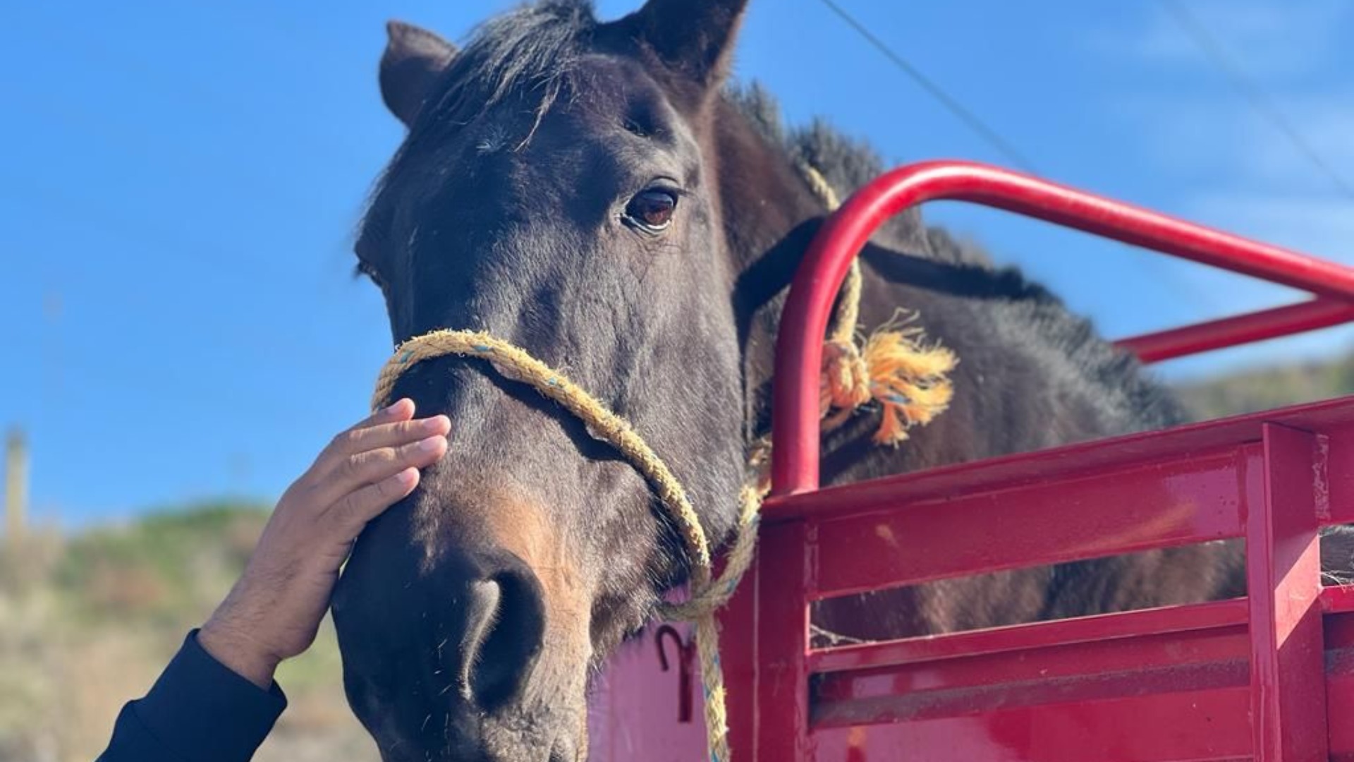 Rescatan a Caballo que era Víctima de Maltrato Animal en Tijuana | N+