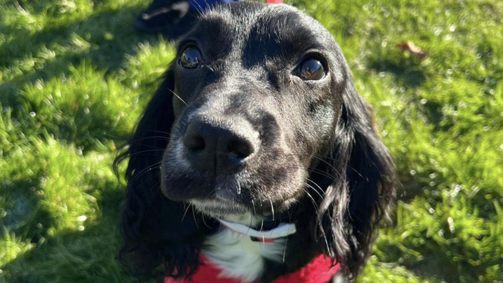 Perrita de 6 Patas es Abandonada, Rescatada y Operada con Éxito; Su ...
