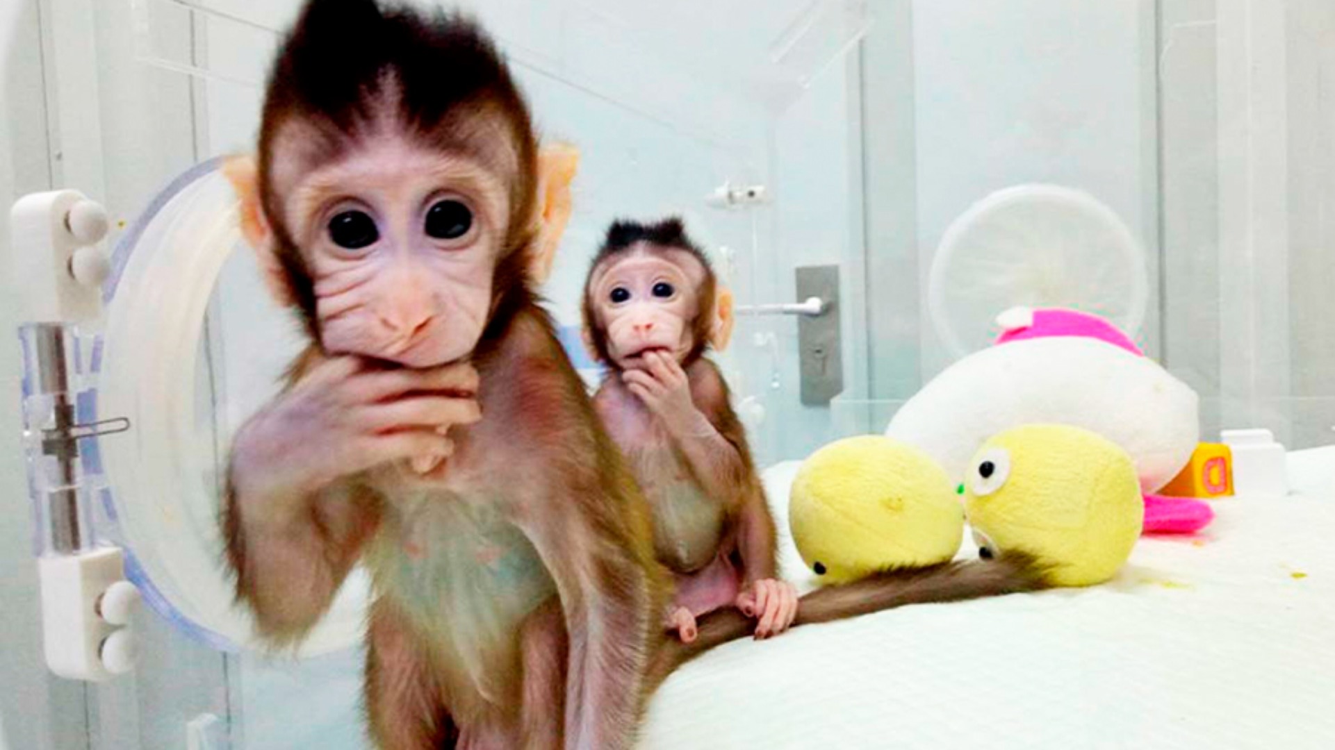 Mono Clonado en China Abre Polémica Sobre Hacer Copias de Humanos; ¿Es ...