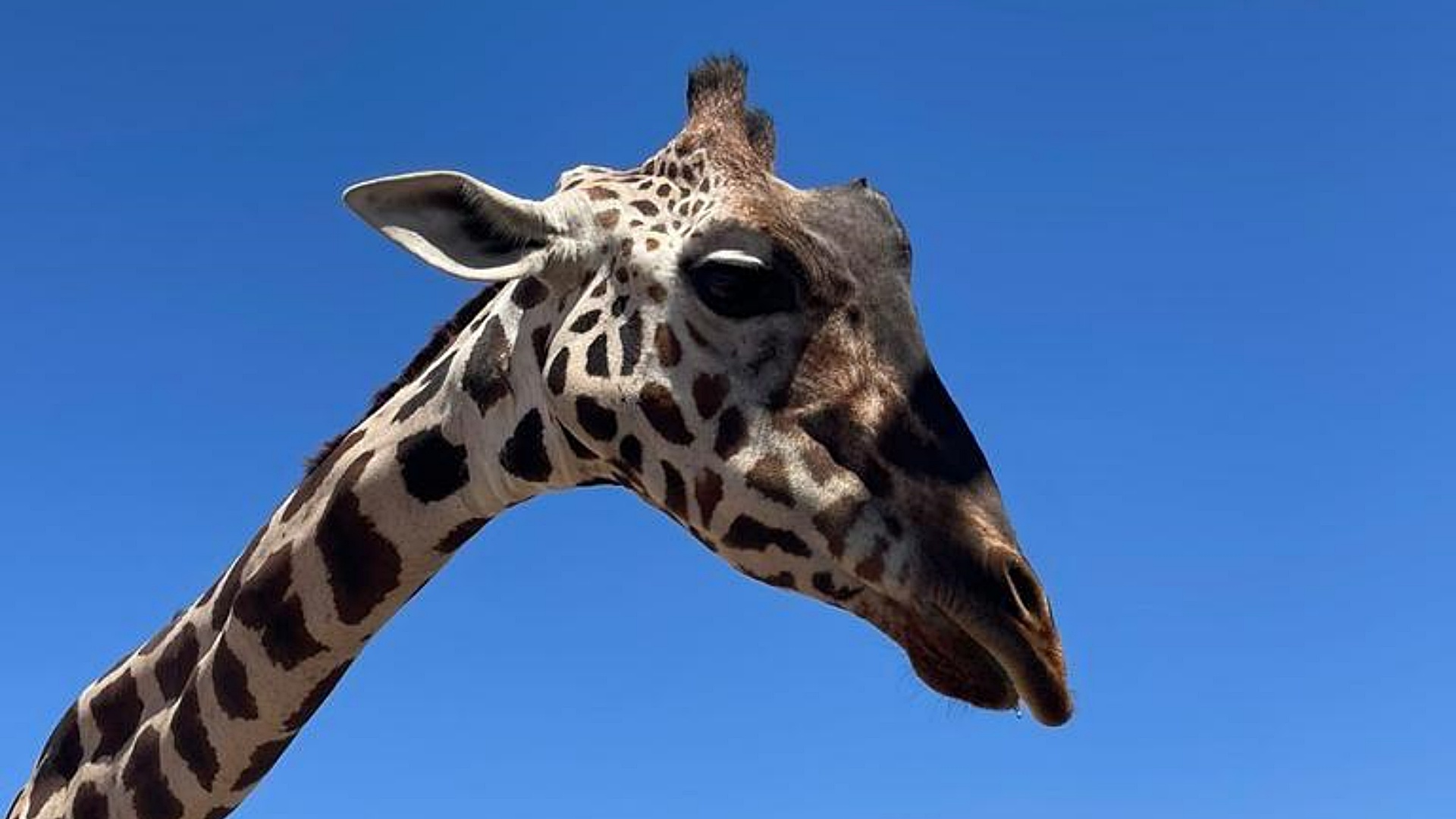 Profepa Trabaja para que Traslado de Jirafa Benito Sea en Óptimas ...