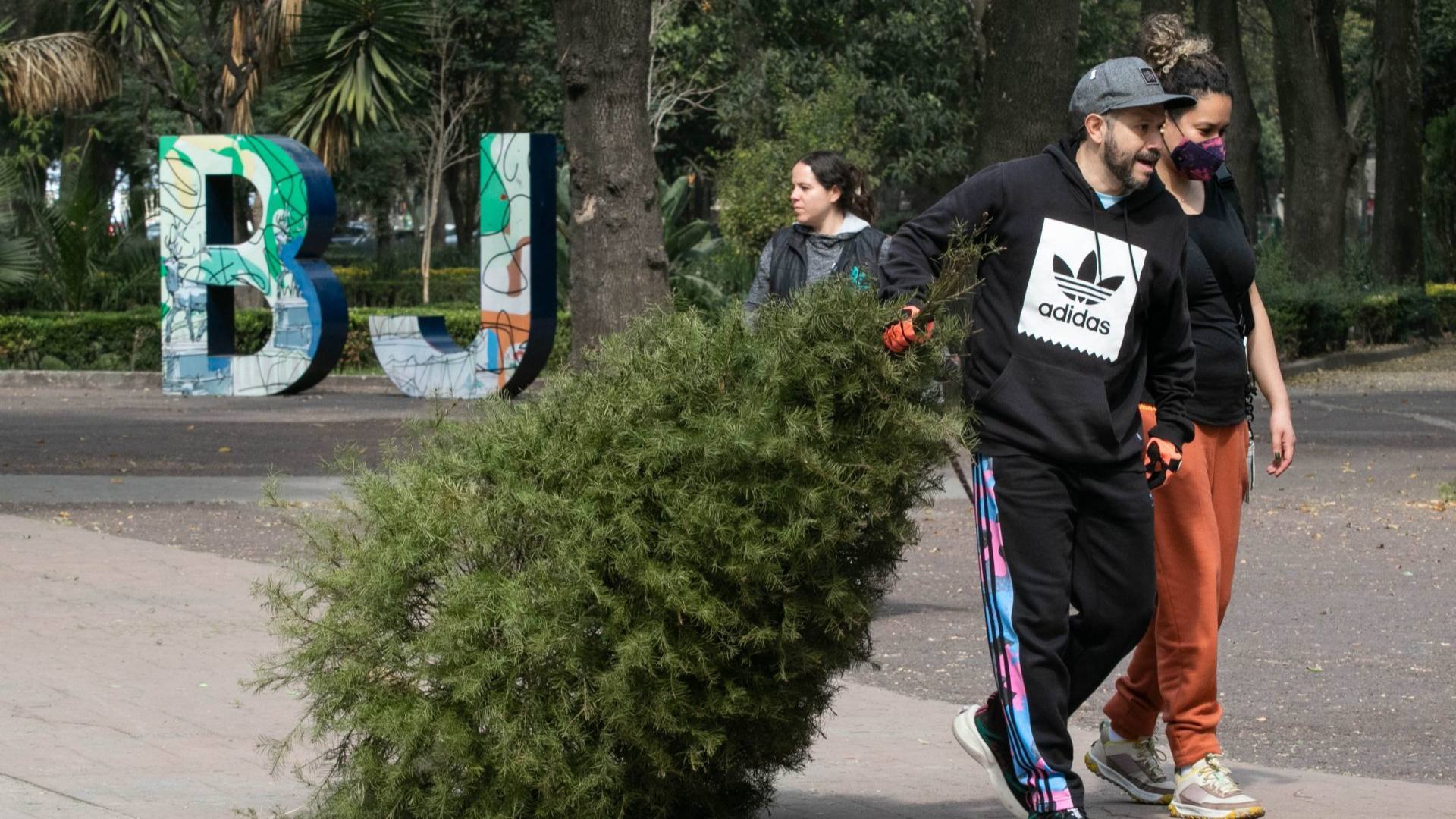 Centros De Acopio De Árboles De Navidad 2024 Lugares De Reciclaje Y