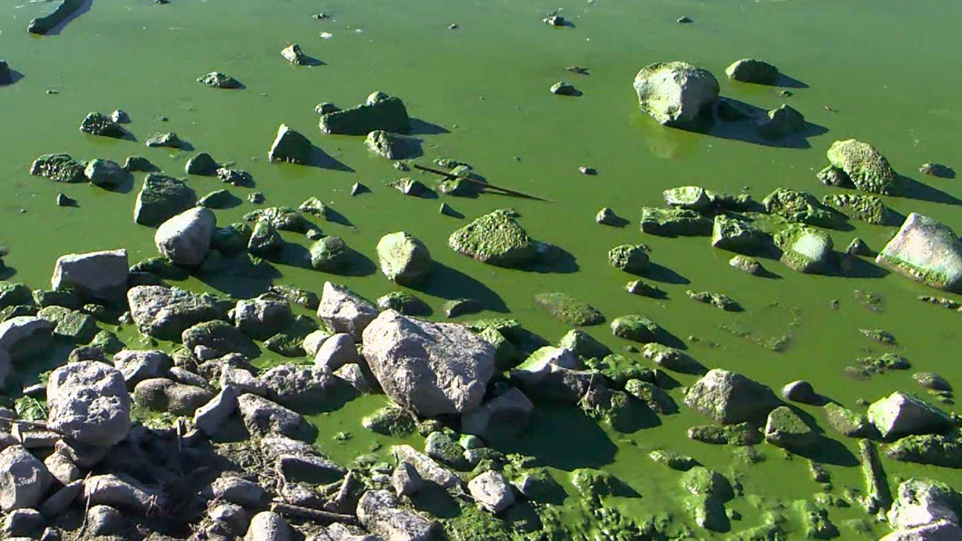 Lago de Chapala se Tiñe de Color Verde, Pero ¿Por Qué? | Lago de ...