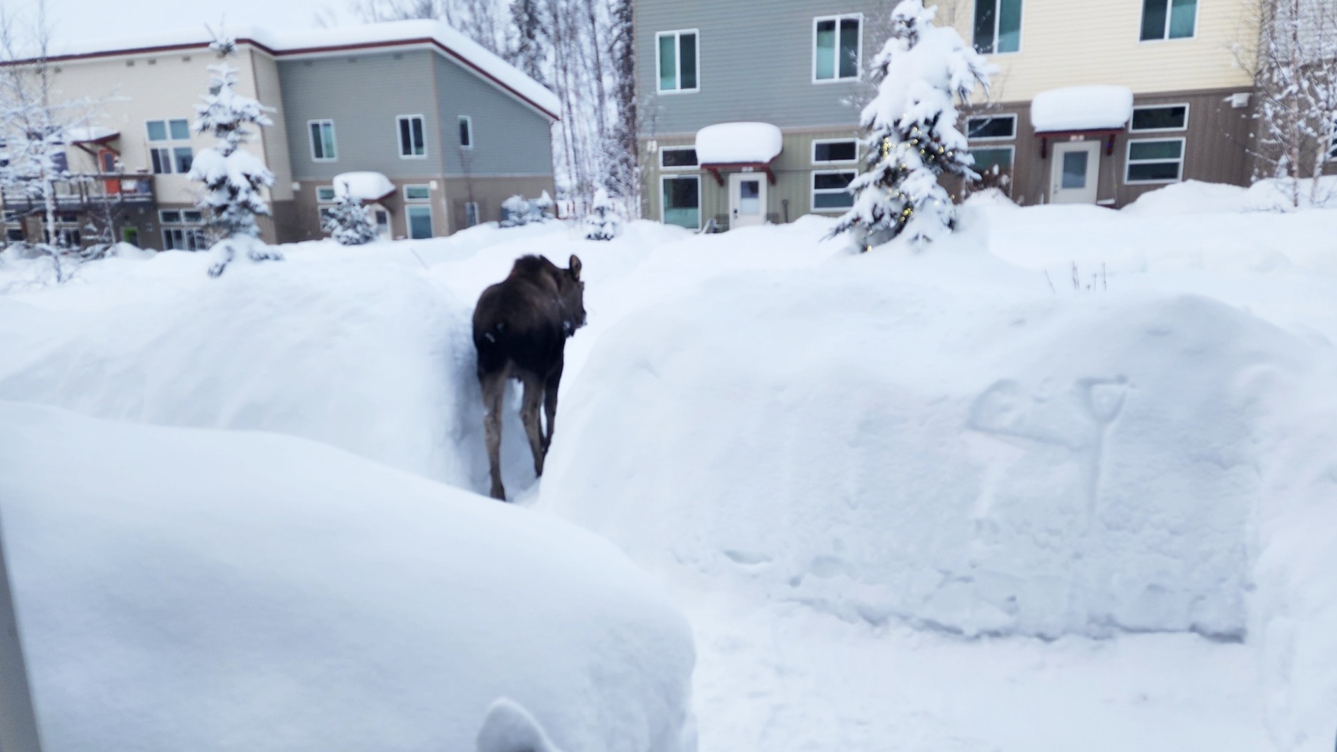 'Pandemia de Nieve' Azota Varias Ciudades de Alaska con Nevadas Récord | N+