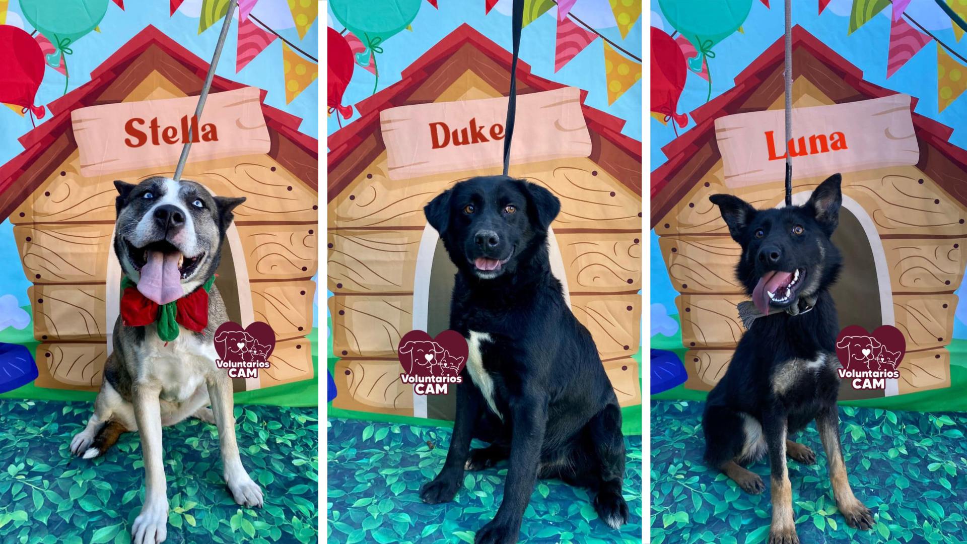 Perritos Rescatados Buscan Familia en Tijuana | N+