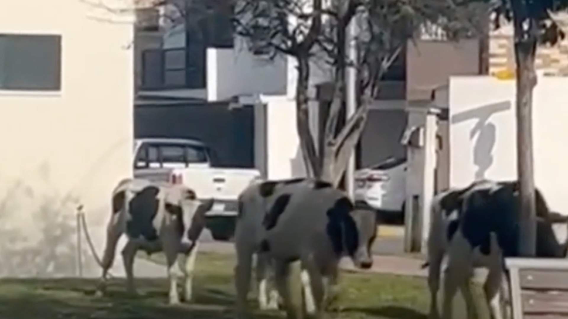 ¡México Mágico! Vacas "Visitan" a Vecinos en la Colonia Altabrisa en ...