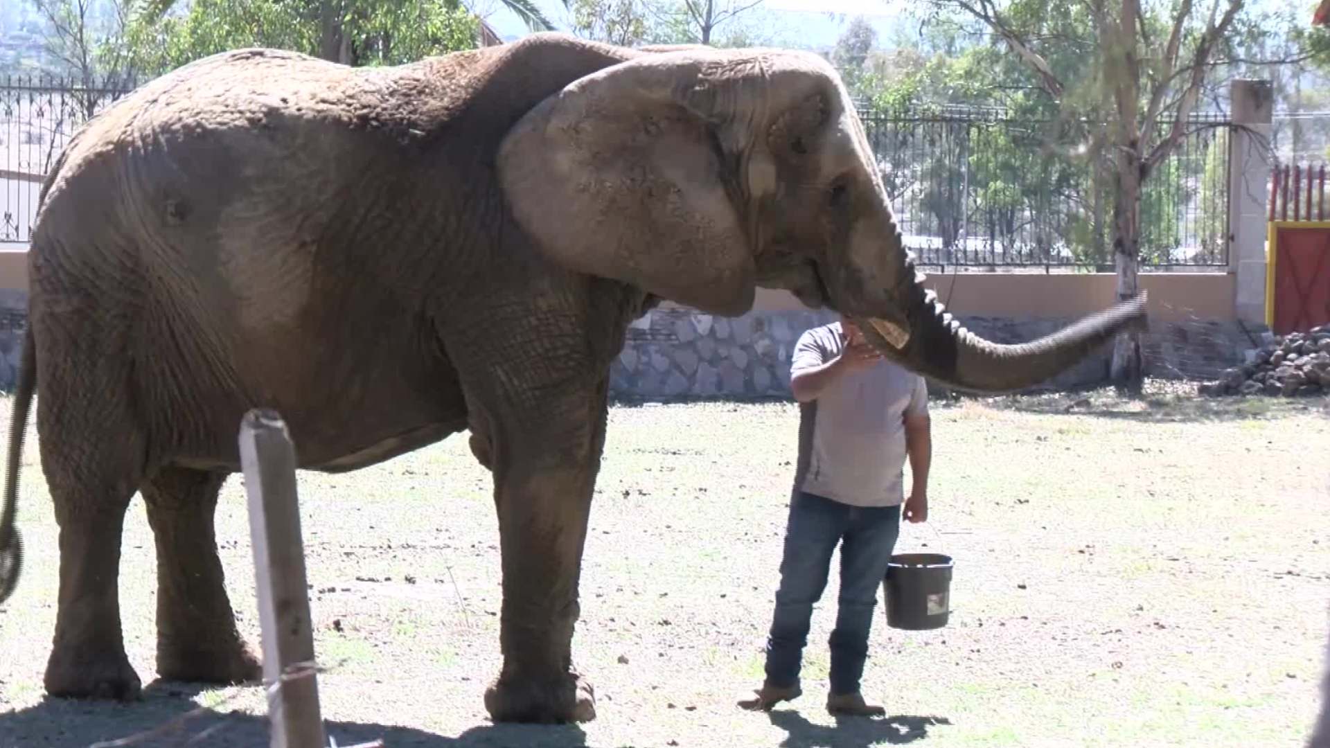 La Elefanta "Ani" ya Estaba en Proceso de Ser Donada Desde Hace un Año | N+