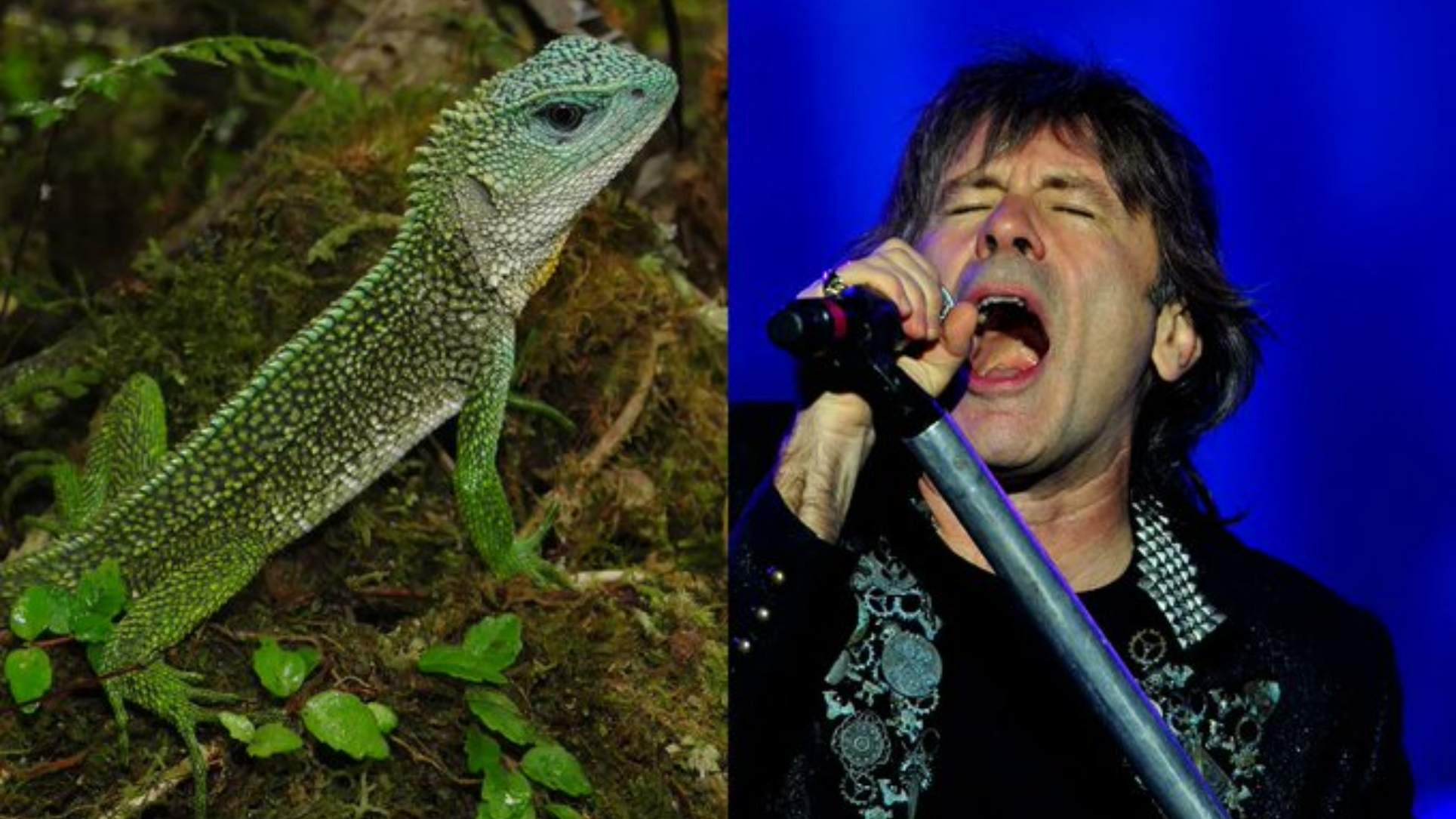 Descubren Lagartija y la Llaman "Dickinson", en Honor a Cantante de Iron Maiden | N+