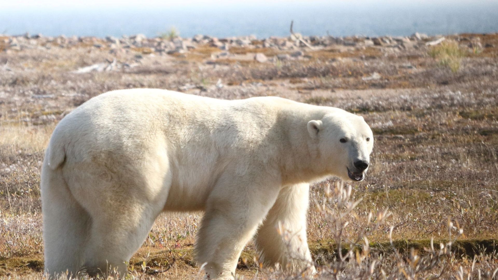 Oso Los Osos Polares Son Peligrosos El Oso Polar Es Un Mamífero