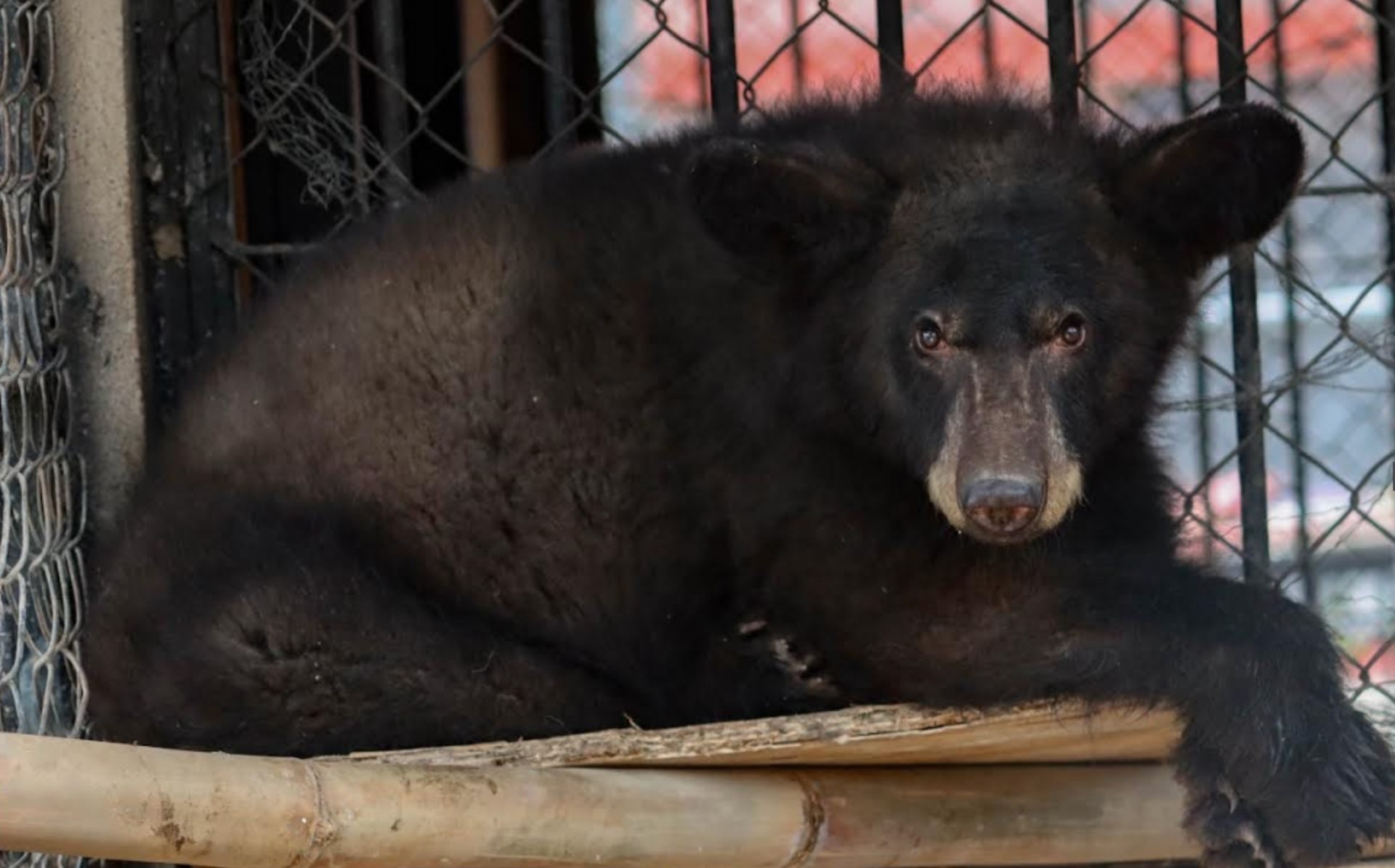 Zoológico Tamatán Resguarda a Osezna, a un Lince y a un Ocelote | N+