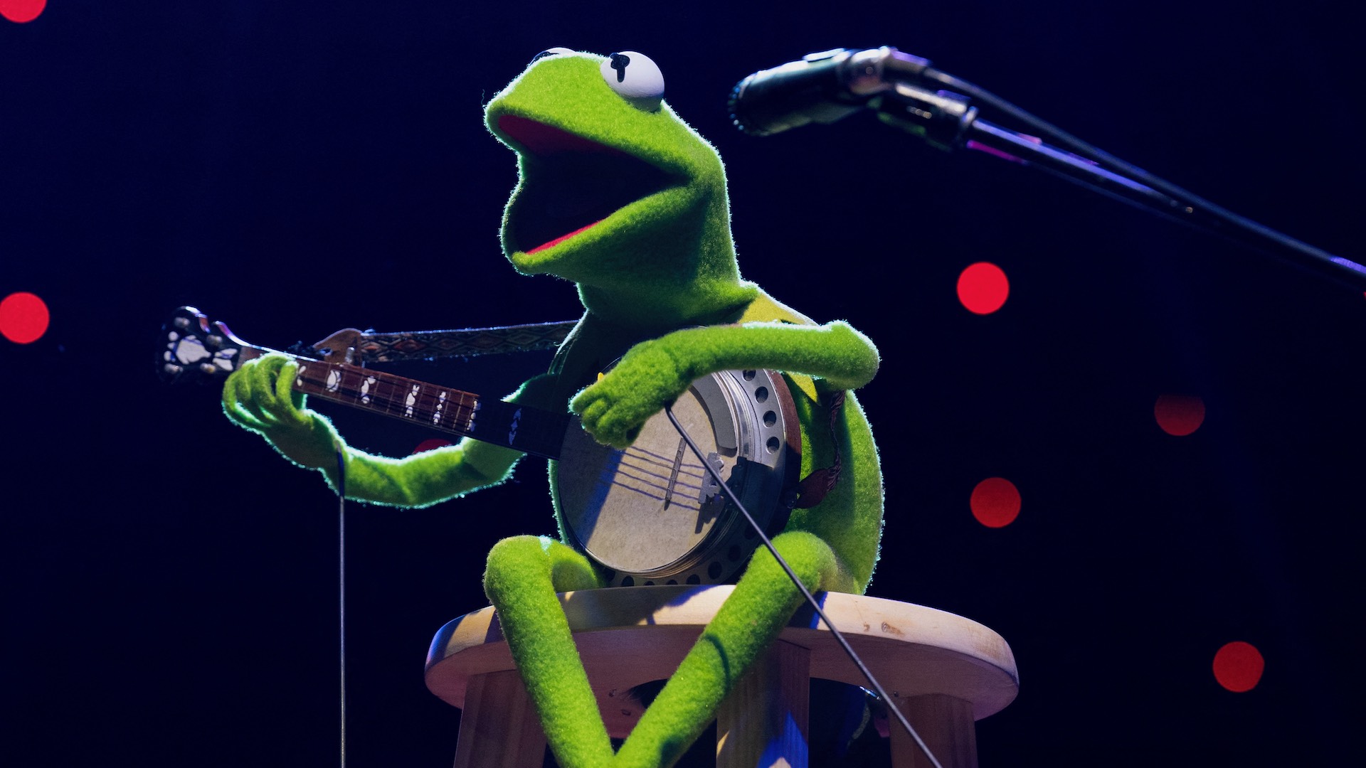 Nombran a Especie Antigua de Anfibio en Honor a la Rana René | N+