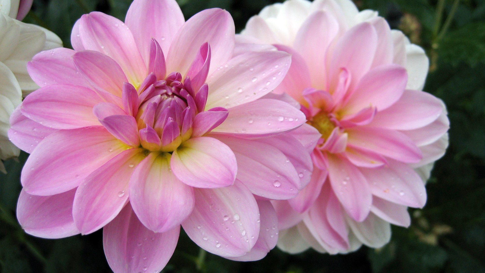 Descubren Nueva Especie de Dahlia, la Flor Nacional de México | N+