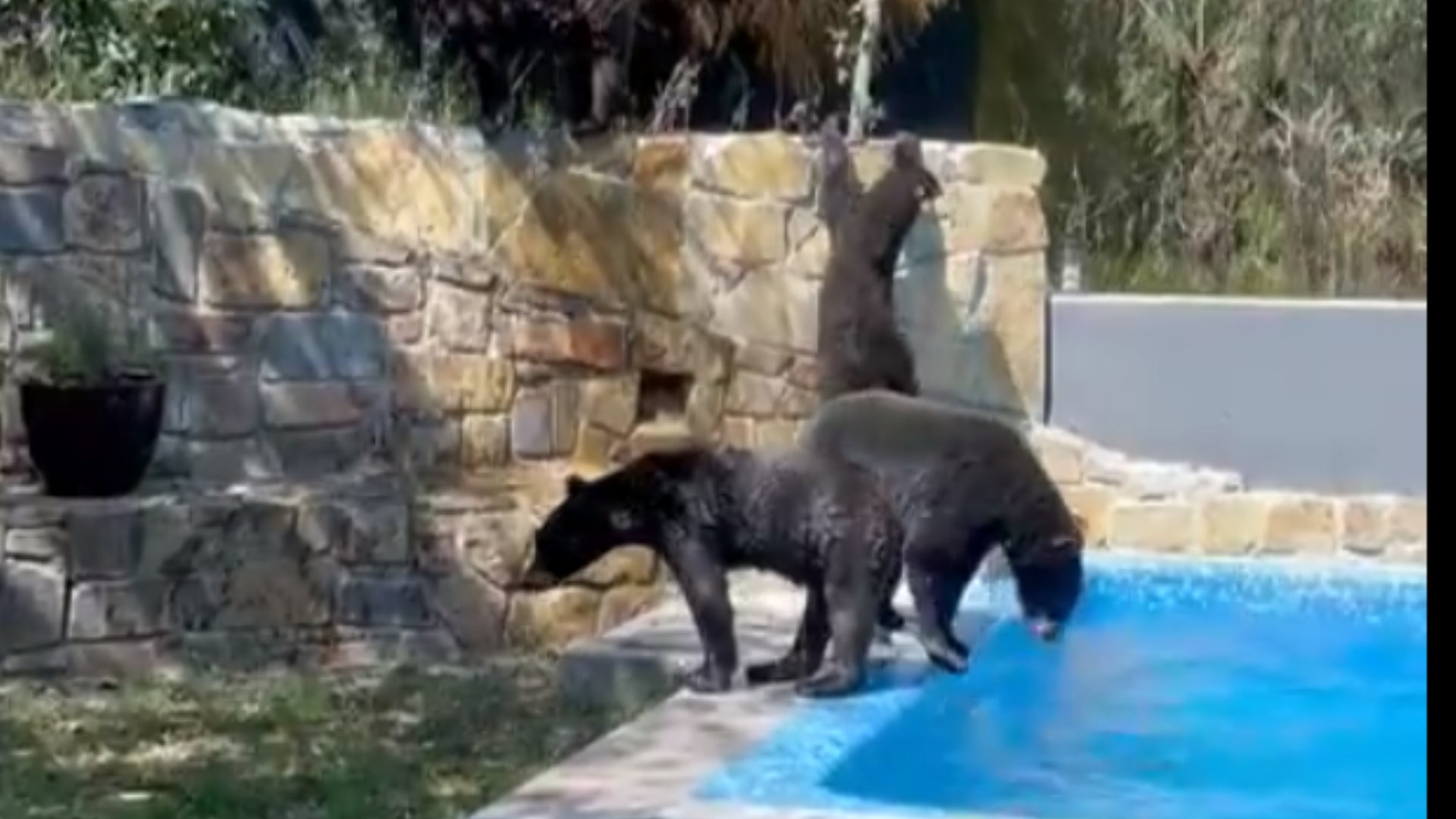 Video: Familia de Osos Se Da Chapuzón en Alberca de Casa en Garza ...