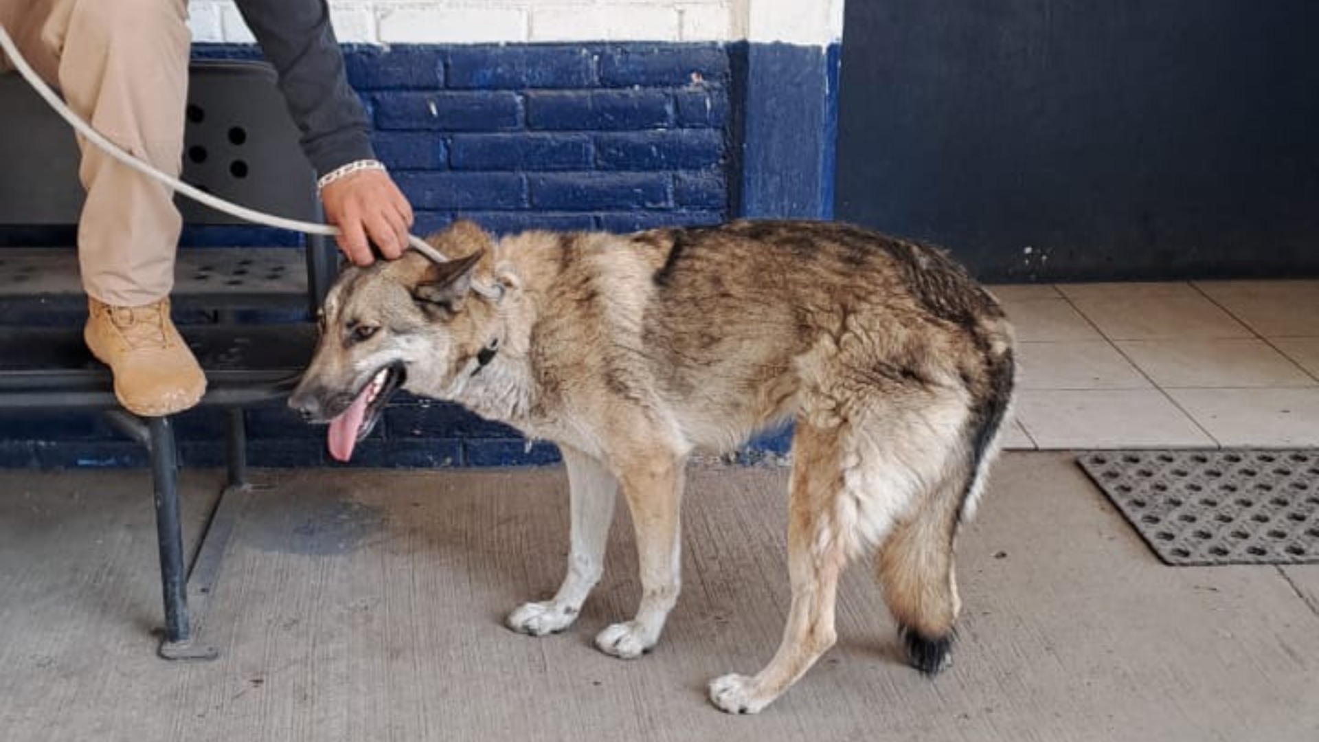 Perro Lobo Encontrada en Aragón Se Llama Isis y Es Cruza | N+