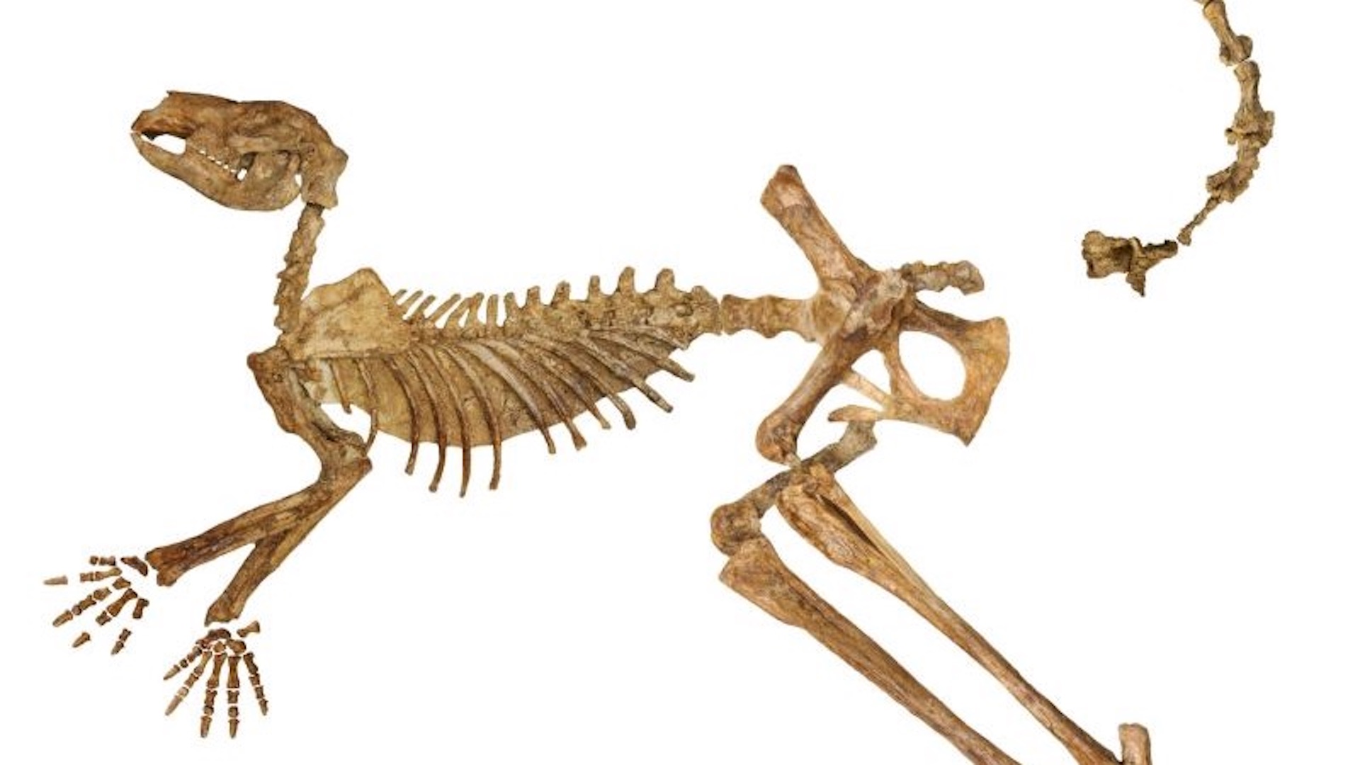 Descubren Especie de Canguro Prehistórico Gigante | N+
