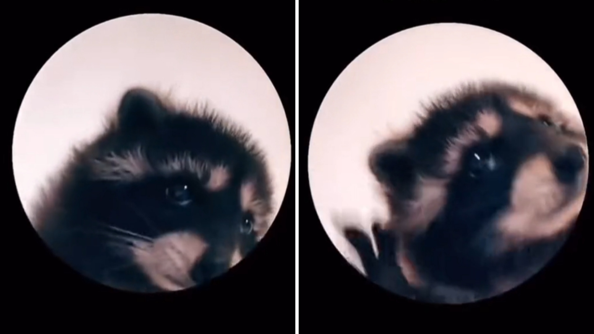 Mapache 'Pedro': ¿Cuál es el Origen del Nuevo Meme Viral de TikTok? Así ...