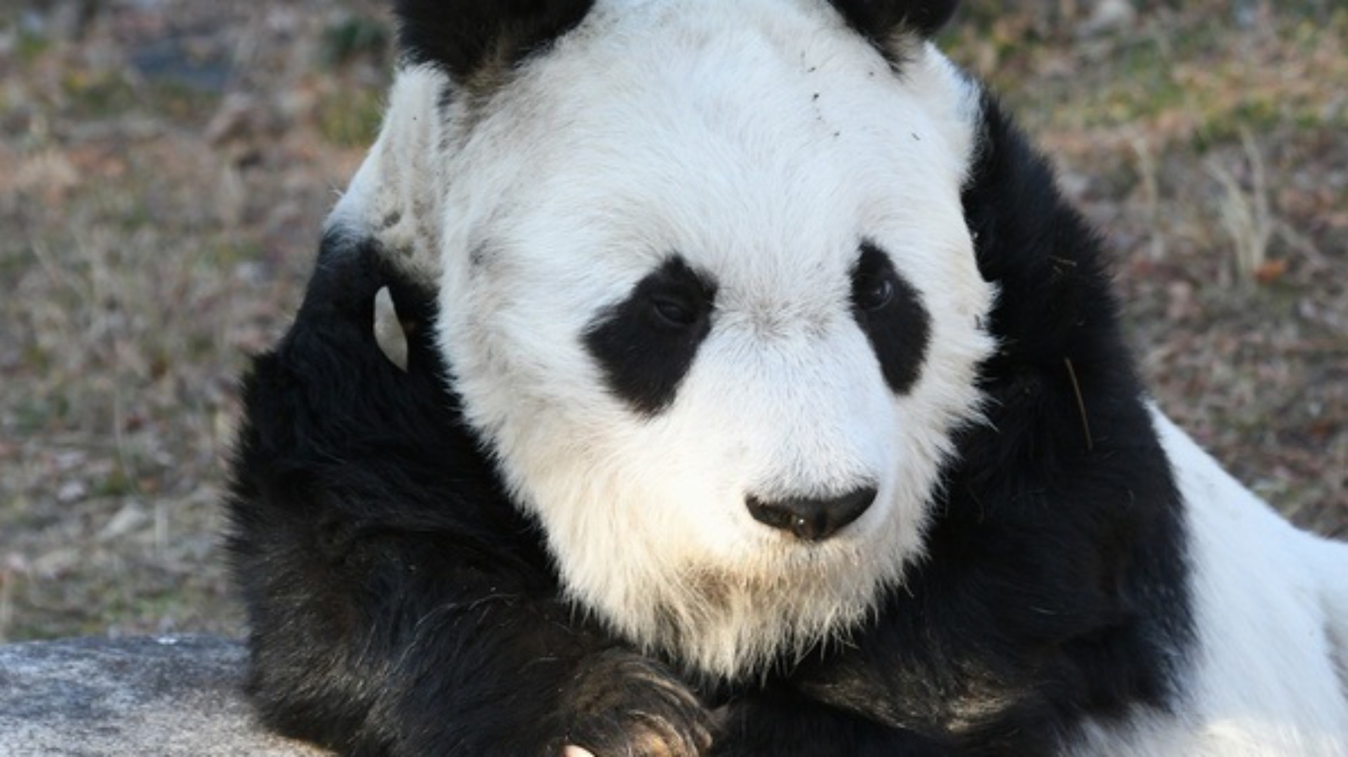 Muere Tan Tan, la Panda Más Anciana de Japón, a los 28 Años | N+