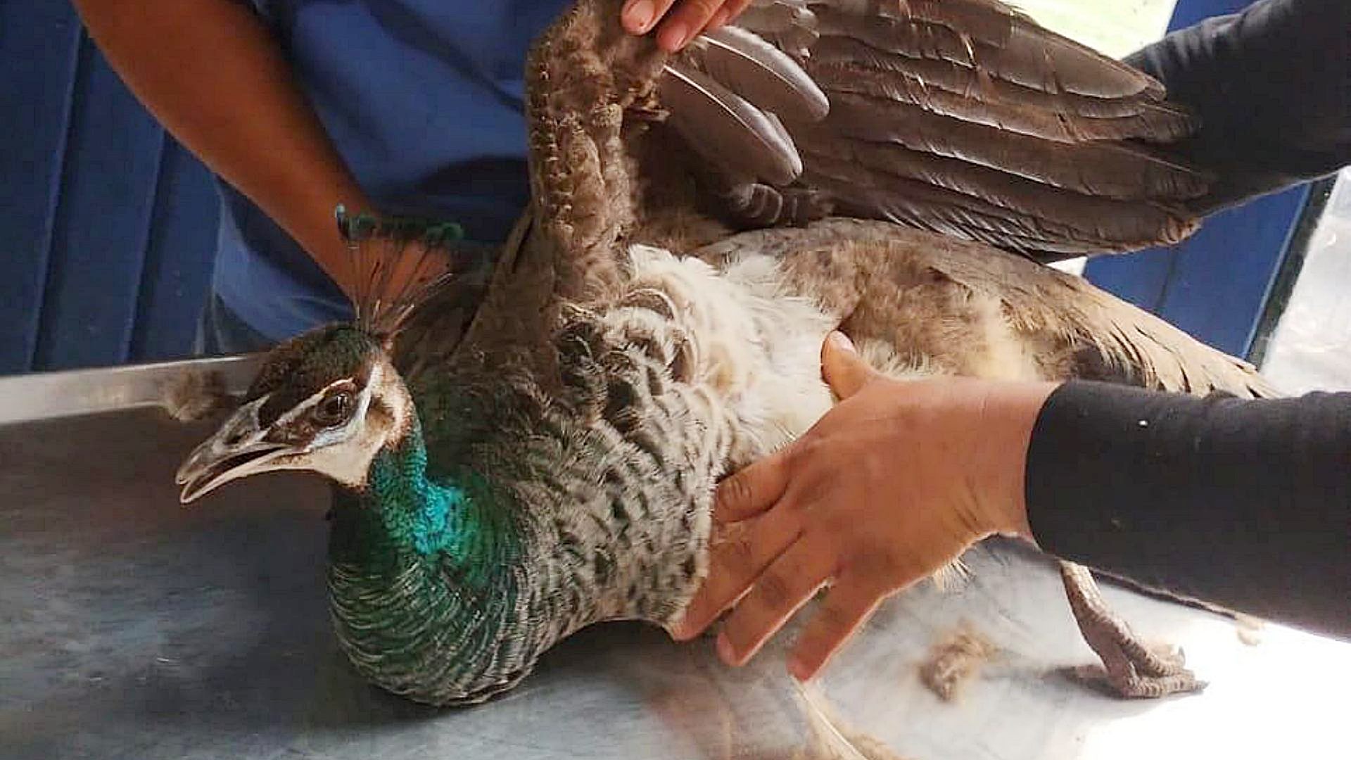 ¿Cómo Llegó Ahí? Rescatan a Pavo Real Atorado en Malla Electrificada en ...