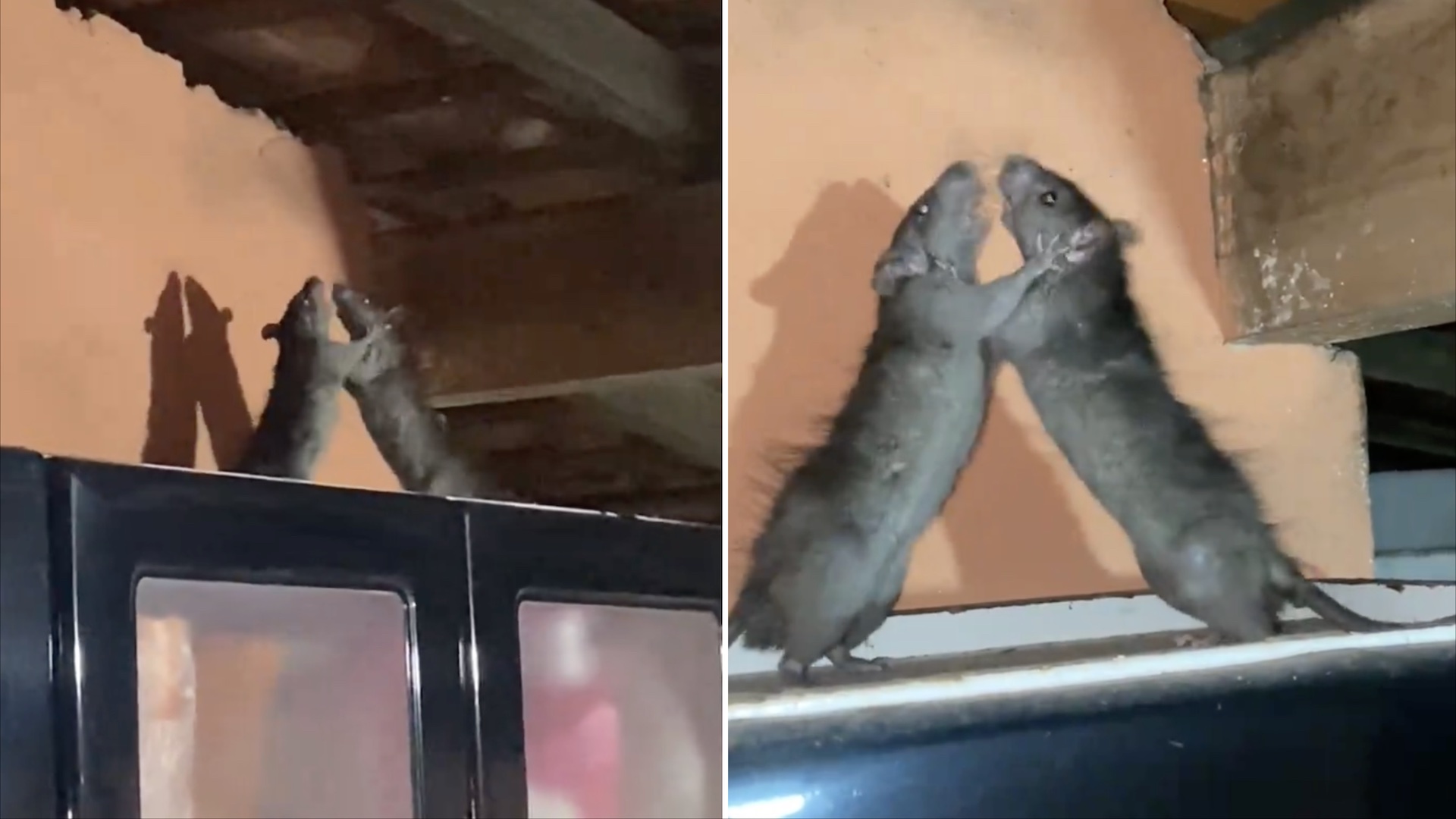 ¡Le Dio en su Mauser! Captan Pelea de Ratas en una Cocina | N+