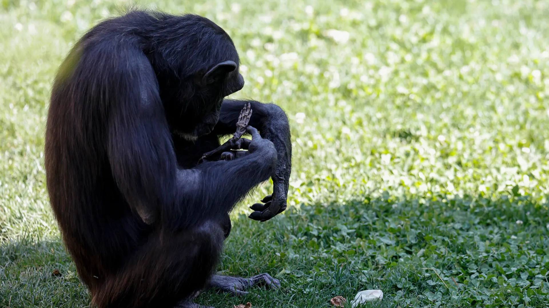 Mamá Chimpancé No Supera Muerte de su Bebé: Lleva Meses Cargando el ...