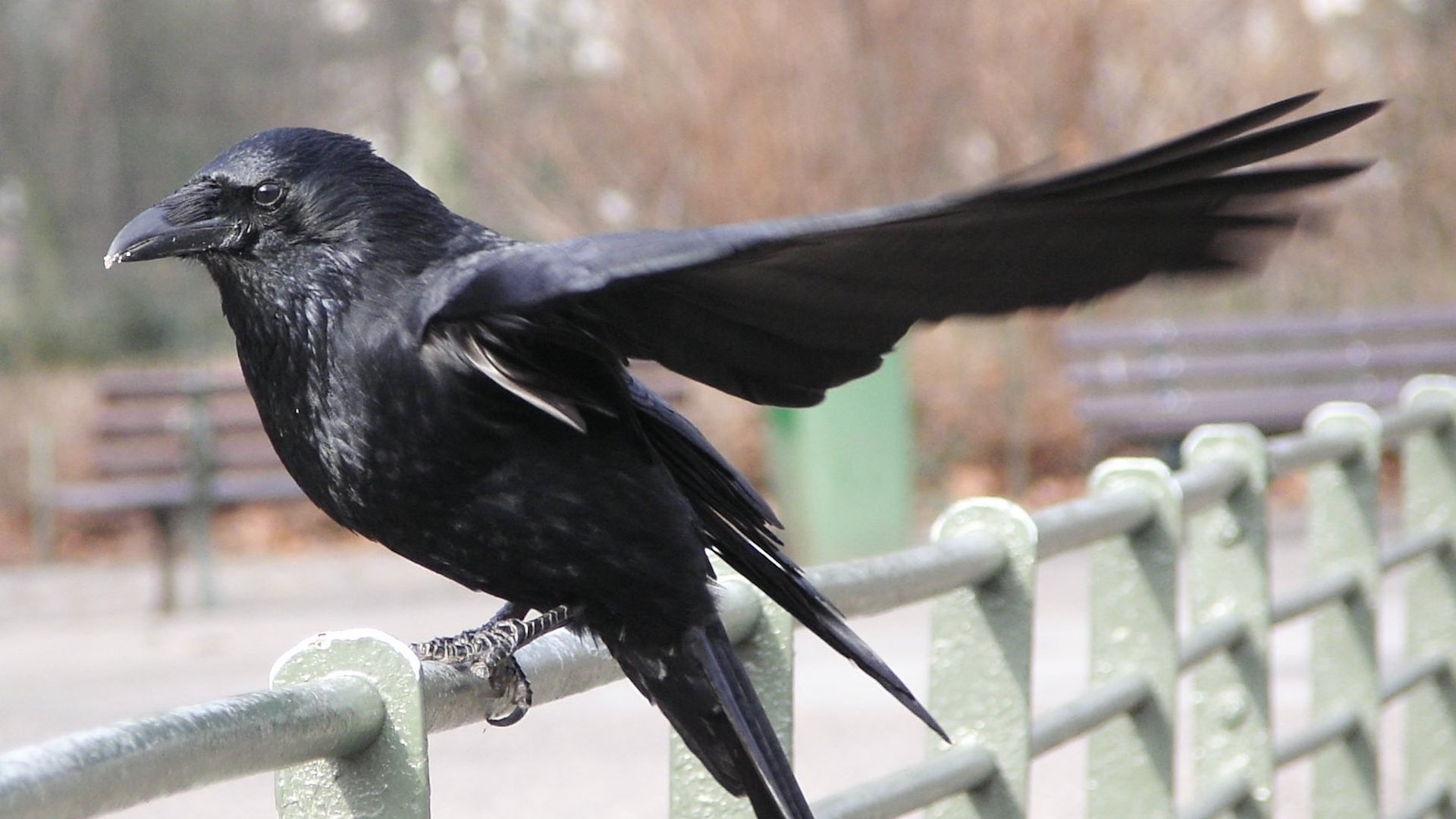 Cuervos Pueden Contar en Voz Alta como los Niños, según Estudio | N+