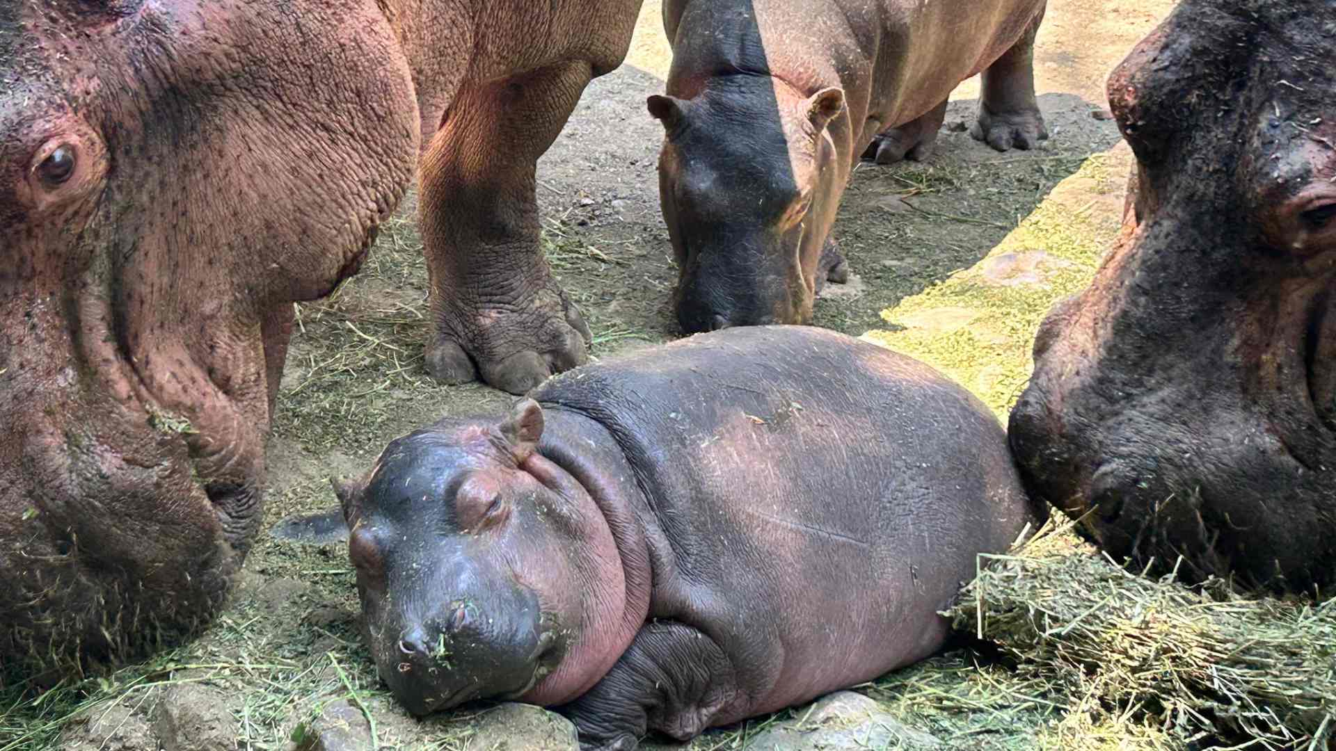 Nace Pascualita, Primera Hipopótamo en Zoológico de Zoochilpan en ...