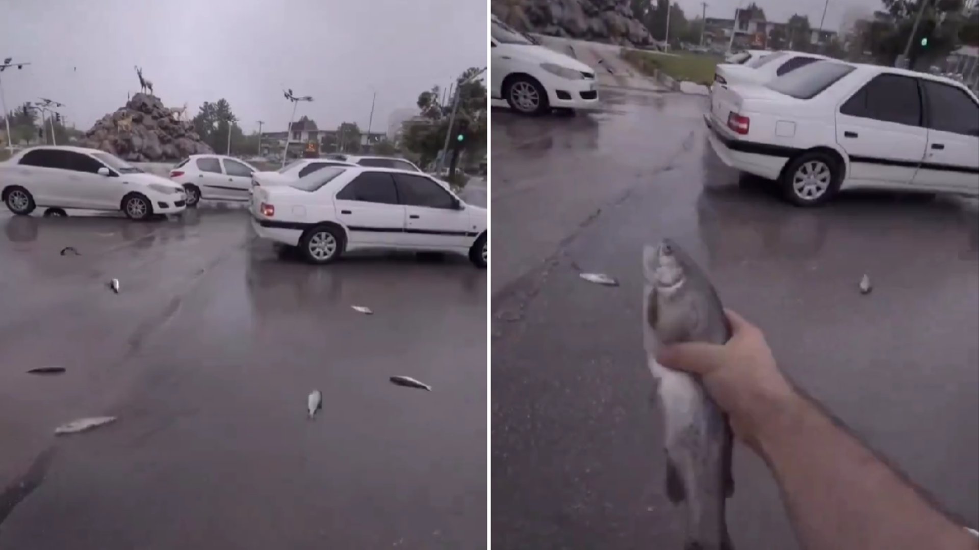 Video: Lluvia de Peces en Irán; ¿Por Qué Pasó Este Extraño Fenómeno? | N+
