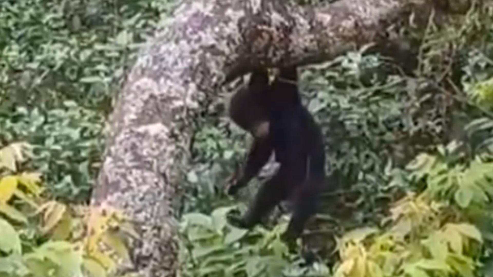 Pasea Osa Junto a 3 Oseznos en Parque Chipinque, Nuevo León | N+