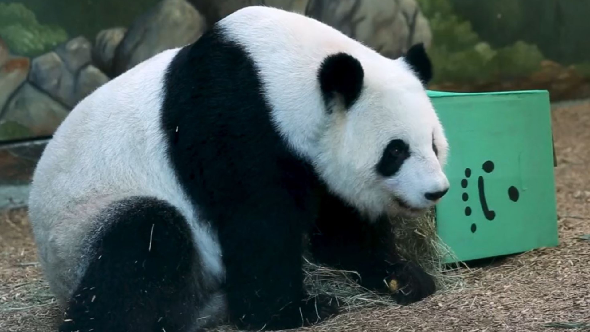 Volverán a China Últimos Pandas Gigantes Residentes en Estados Unidos | N+