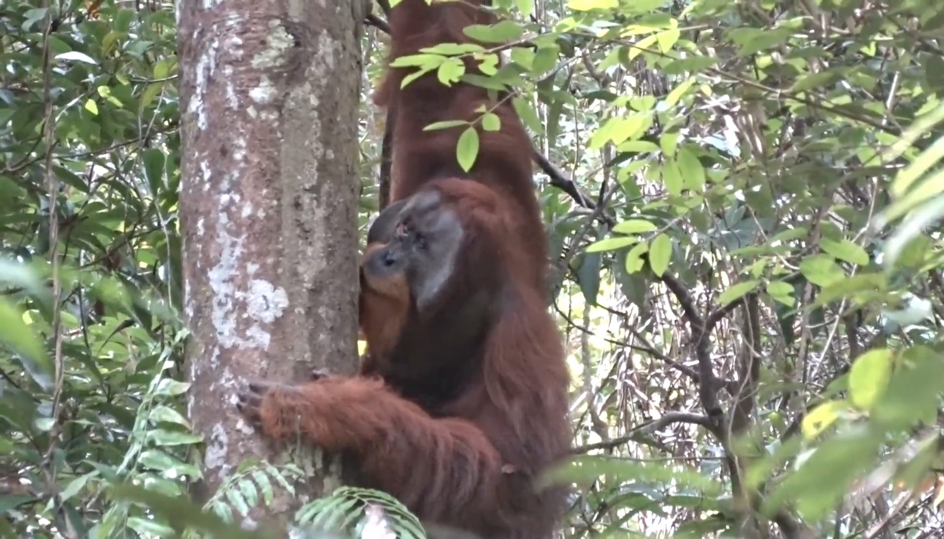 Rakus: Descubren Orangután, el Primer Animal, que se Cura las Heridas ...
