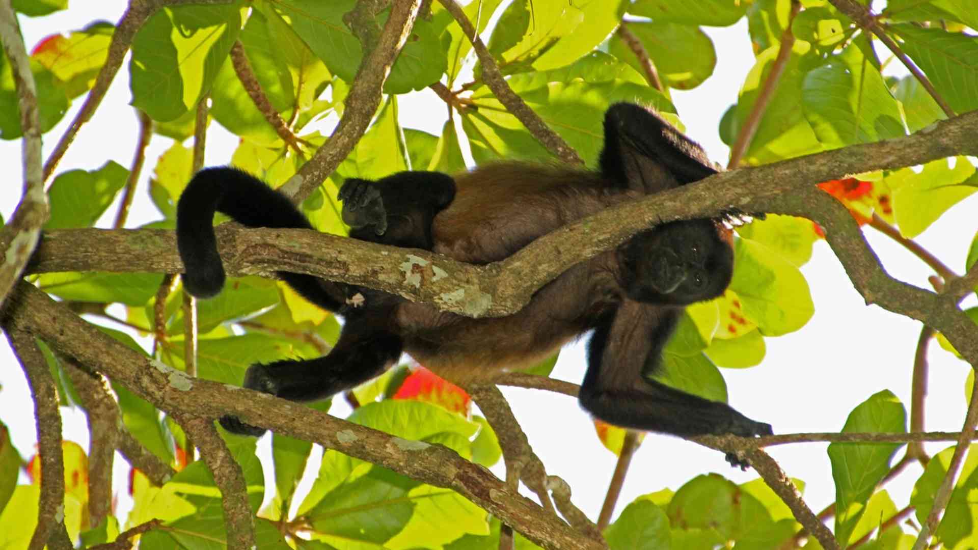 Fingen Rescatar a Monos en Tabasco y los Ponen a la Venta en Redes ...