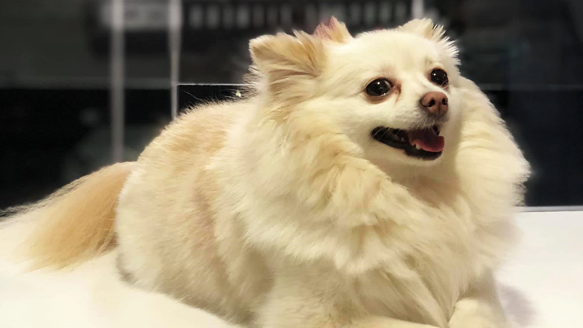 Llevó a su Perrita Channel al Veterinario y se la Regresaron Muerta ...