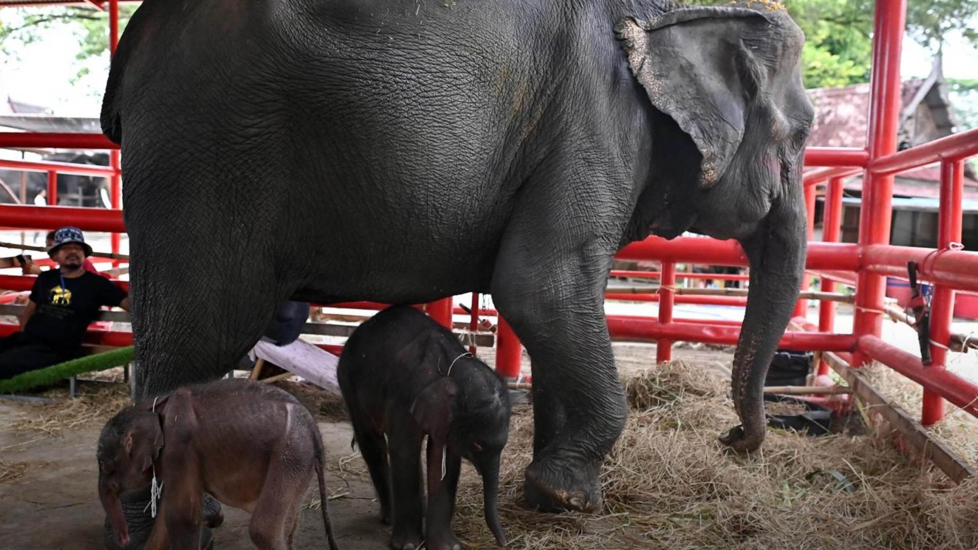 Nacen Bebés Elefantes Gemelos Macho y Hembra, un Fenómeno Inusual | N+