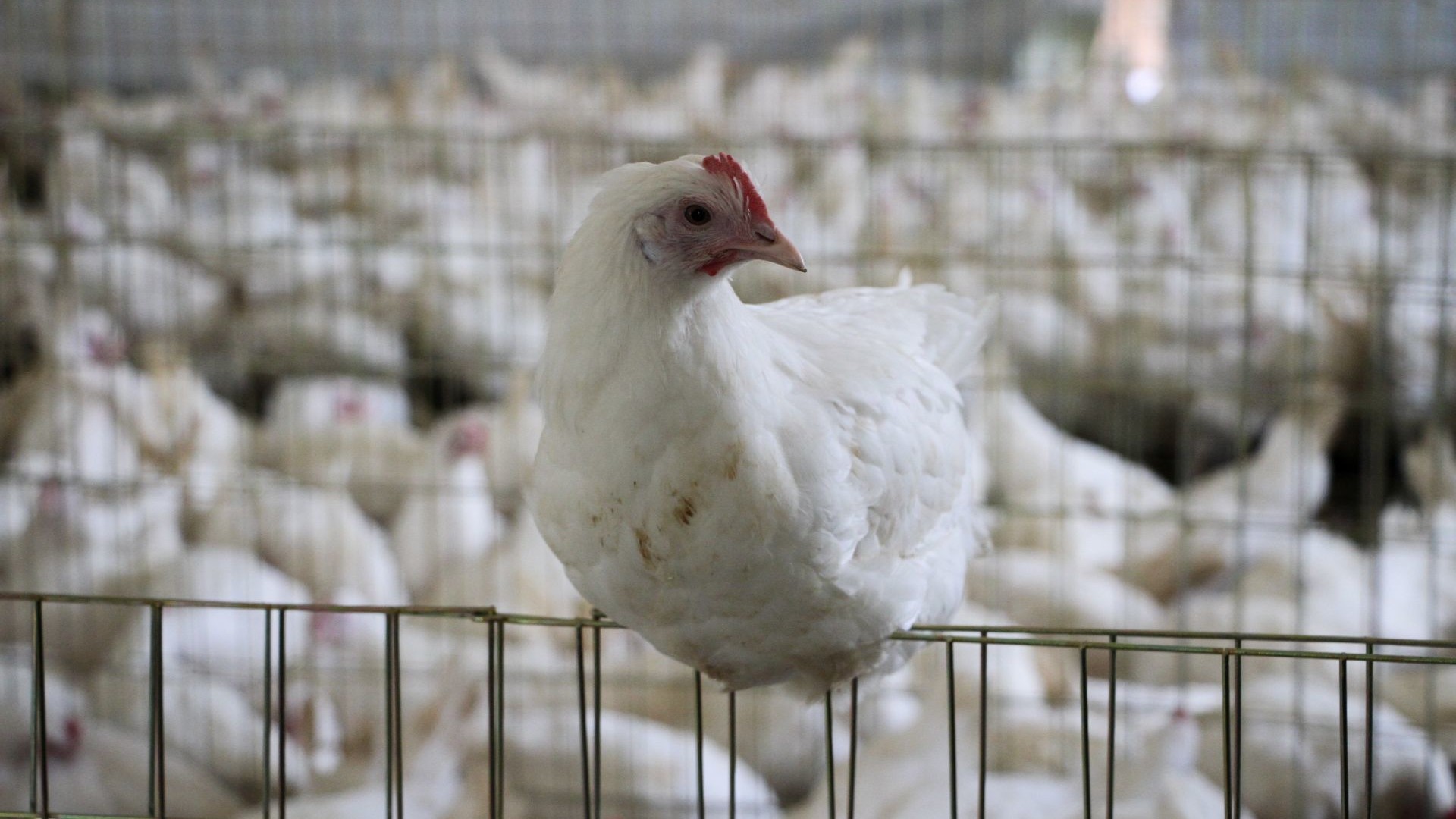 Reportan Muerte de Gallinas en Yucatán por Calor | N+