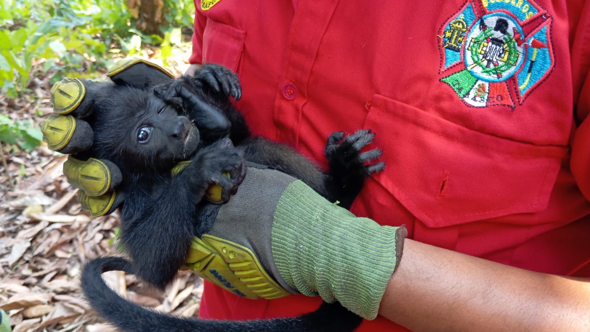 Por Calor, Han Muerto 220 Primates en México: Semarnat | N+