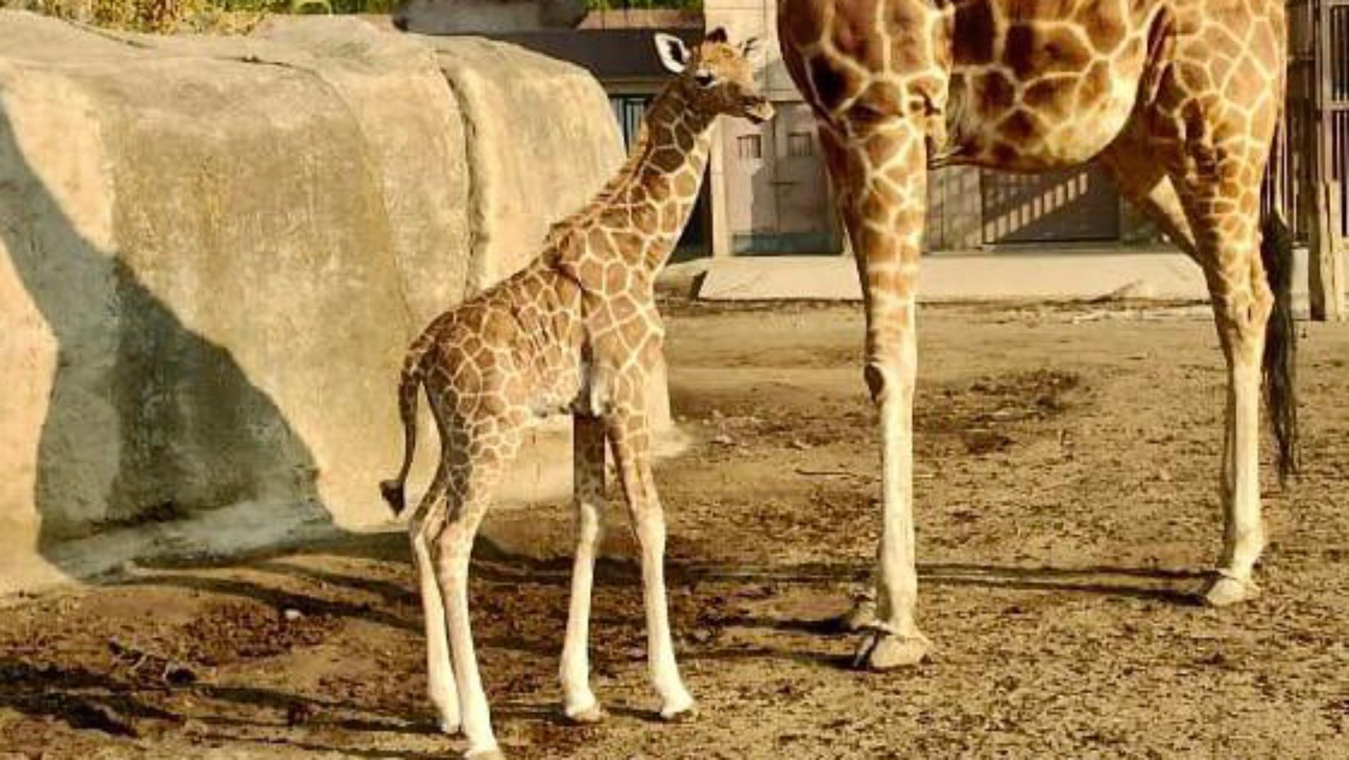 ¿Qué Nombre le Pondrías a la Jirafa Bebé del Zoológico de Aragón? ¡Vota Ya! | N+