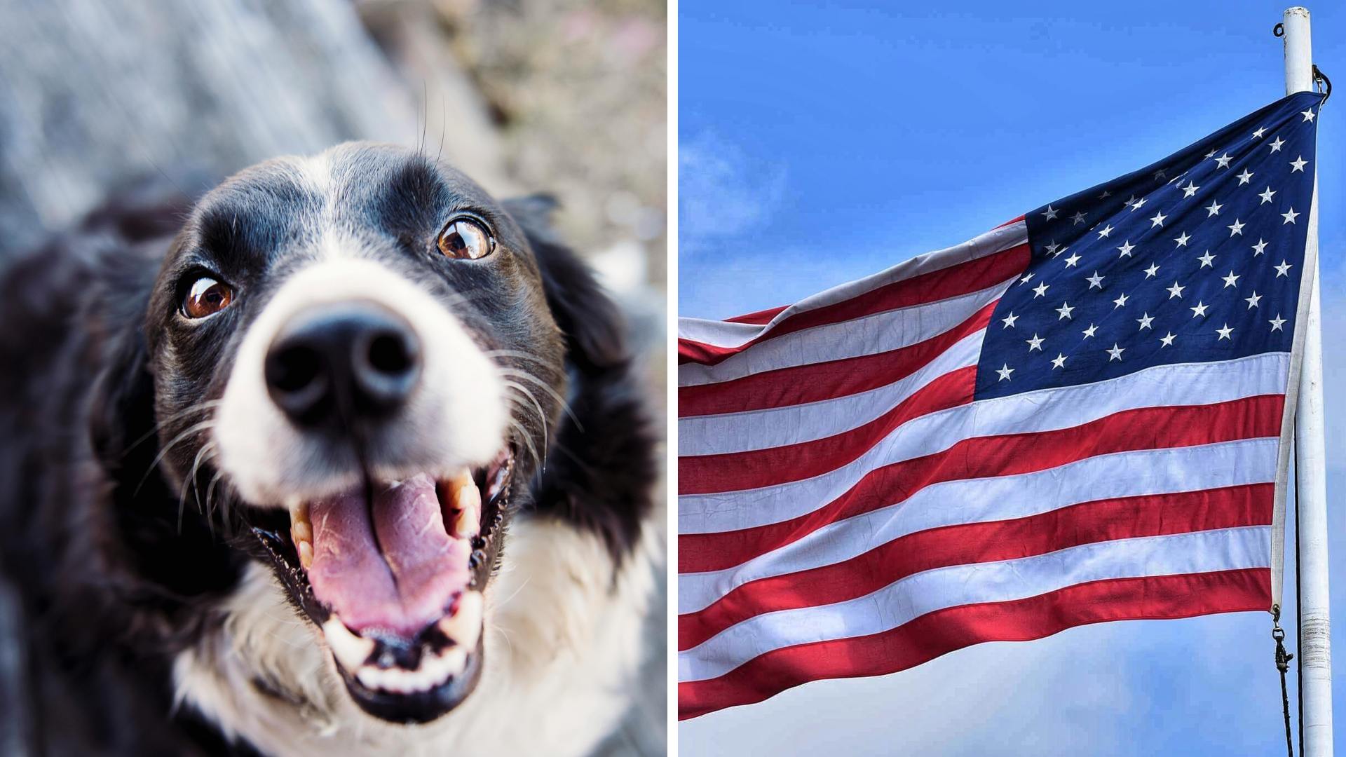 Endurecen Requisitos para Cruzar Perros a los Estados Unidos | N+