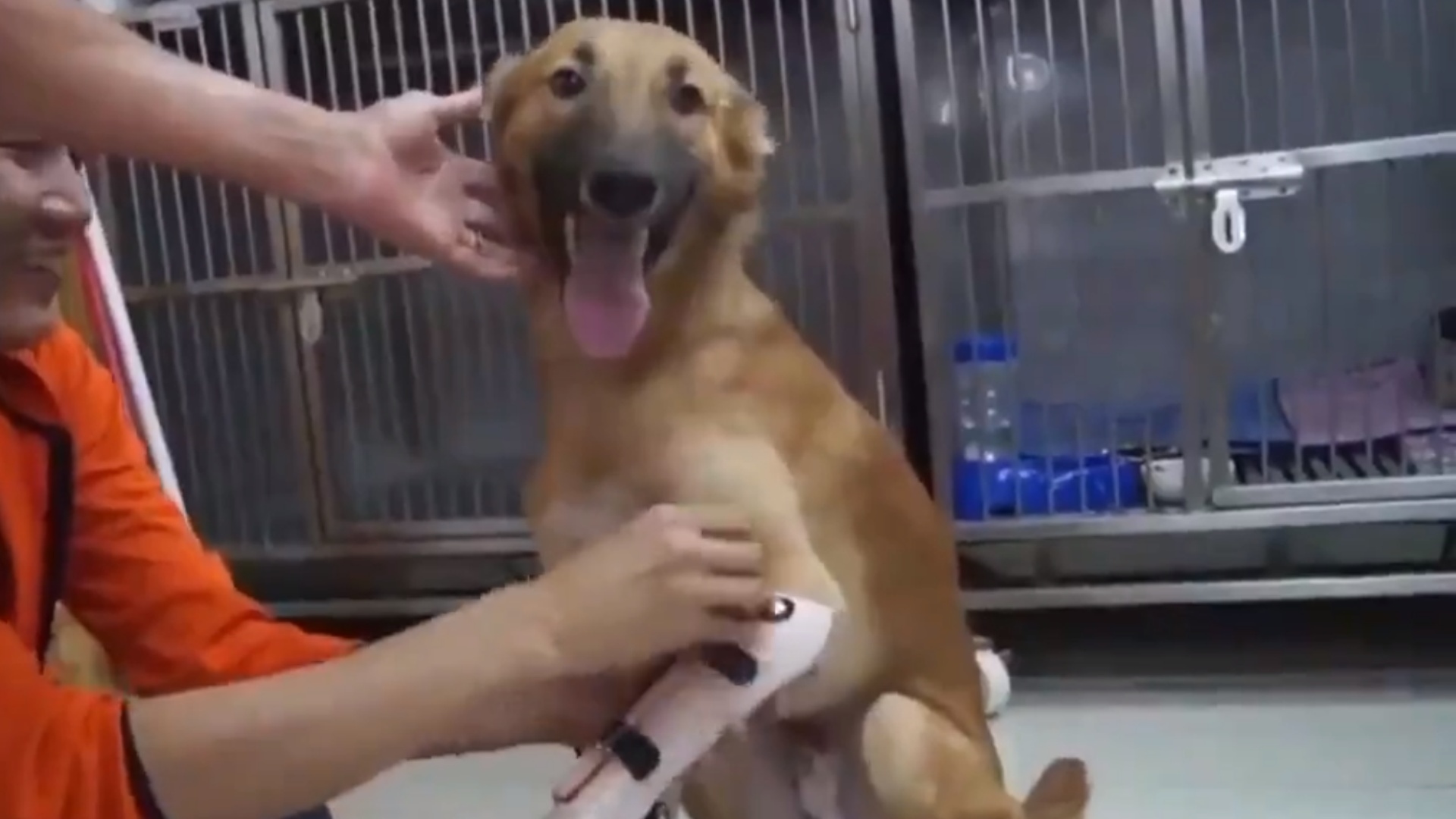 Video | Perrito Súper Feliz Conmueve con su Reacción al Recibir ...