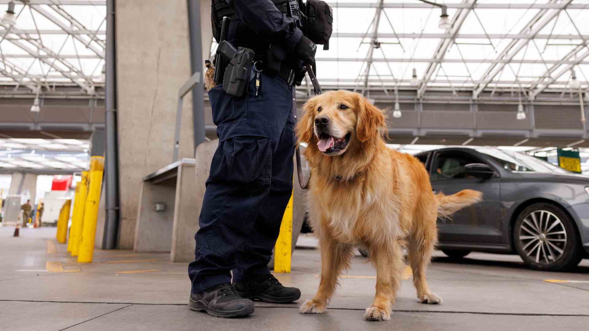 Son Perros De Aeropuerto Entrenados Para Oler Drogas