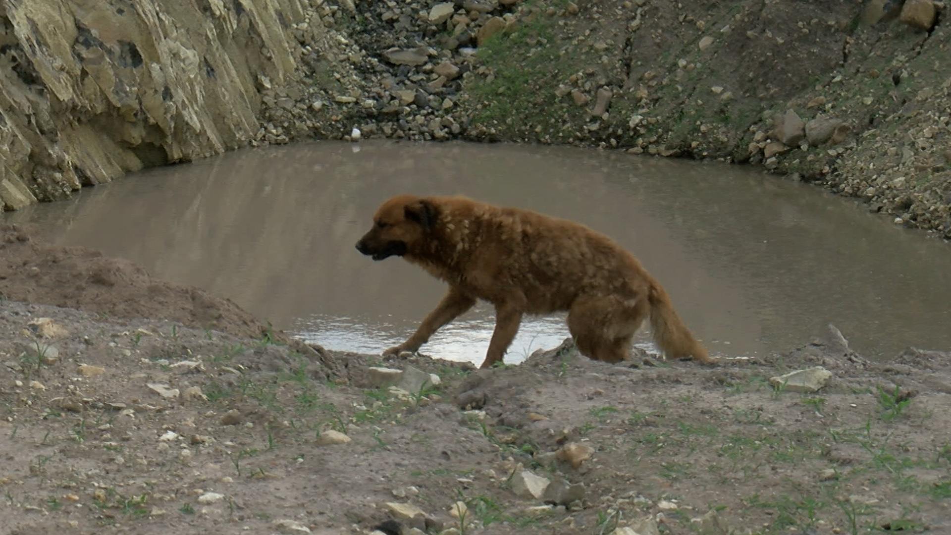 Joven Muere Ahogado Cuando Intentaba Rescatar a su Perro en Tlajomulco ...