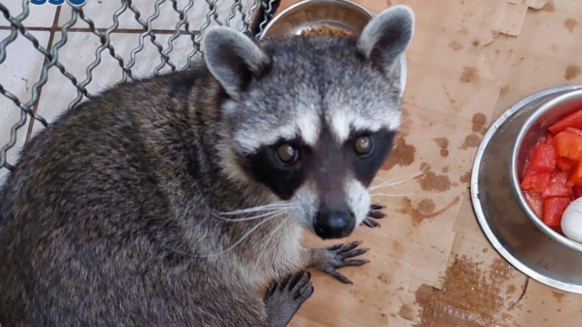 ¡Pedro-Pedro-Pedro! Mapache se Mete a Casa en Iztapalapa | N+
